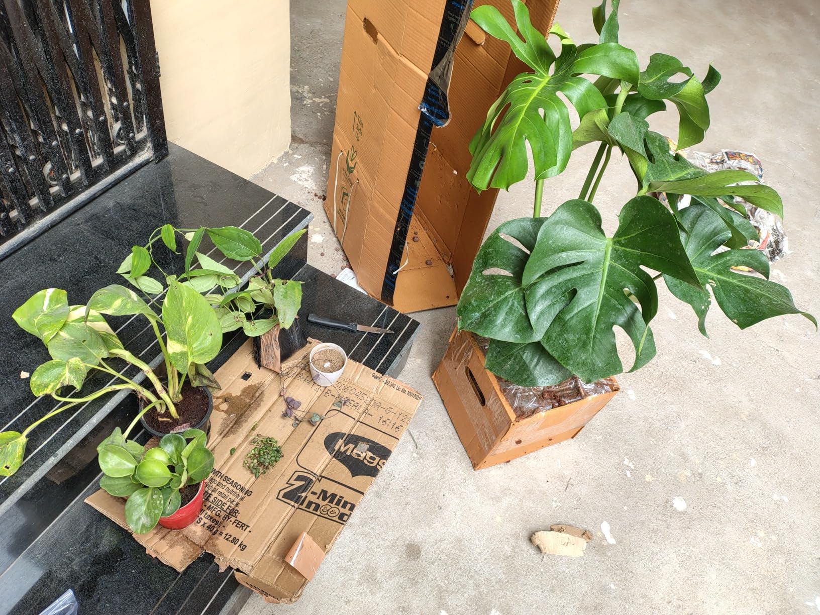 BONOBITHI Basor lata Climbers Vines Scarlet Clock Vine Chonga lota ...
