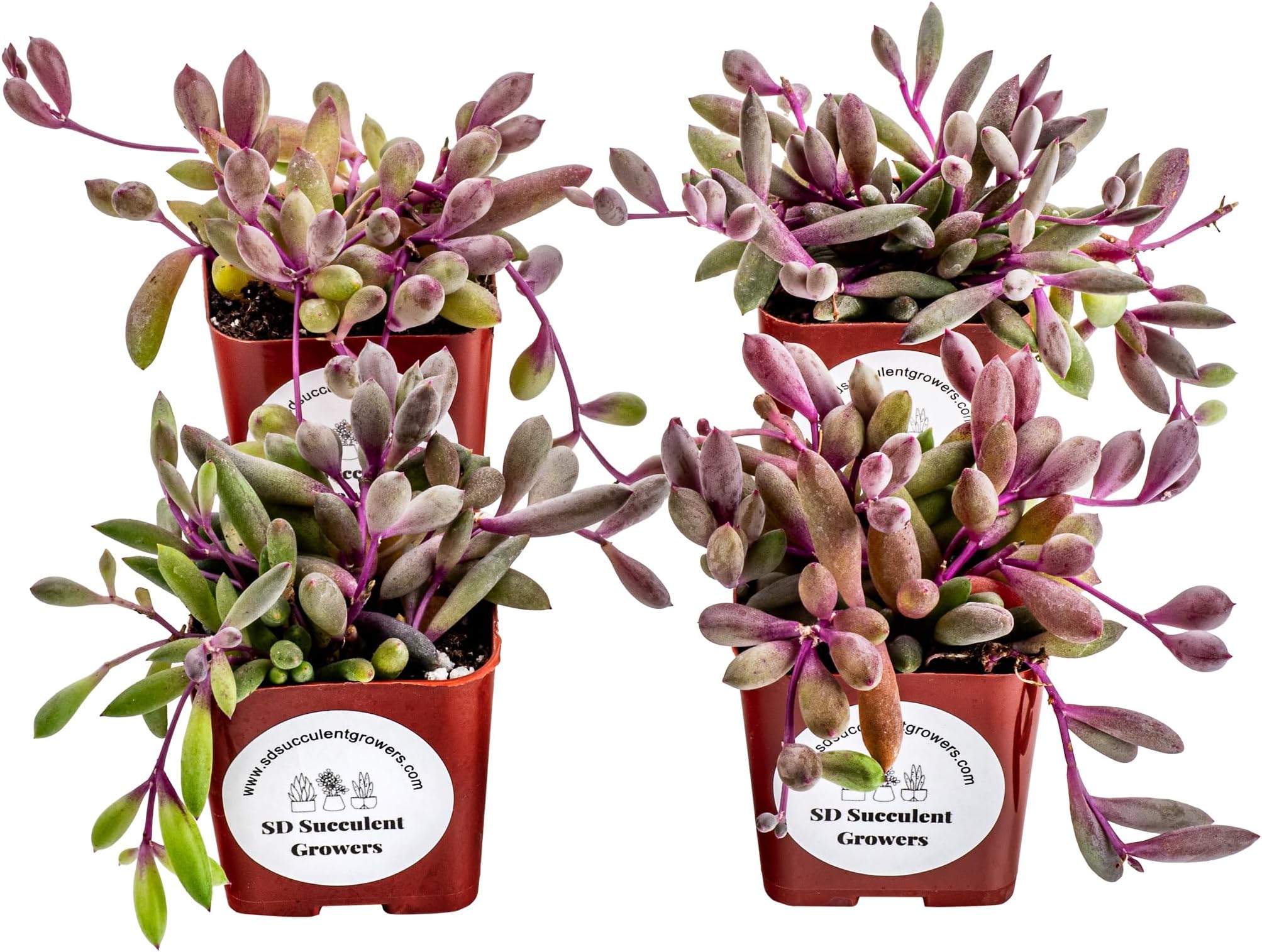 Amazon.com : Live Trailing Succulent 4 Pack | Well Rooted Hanging Ruby ...