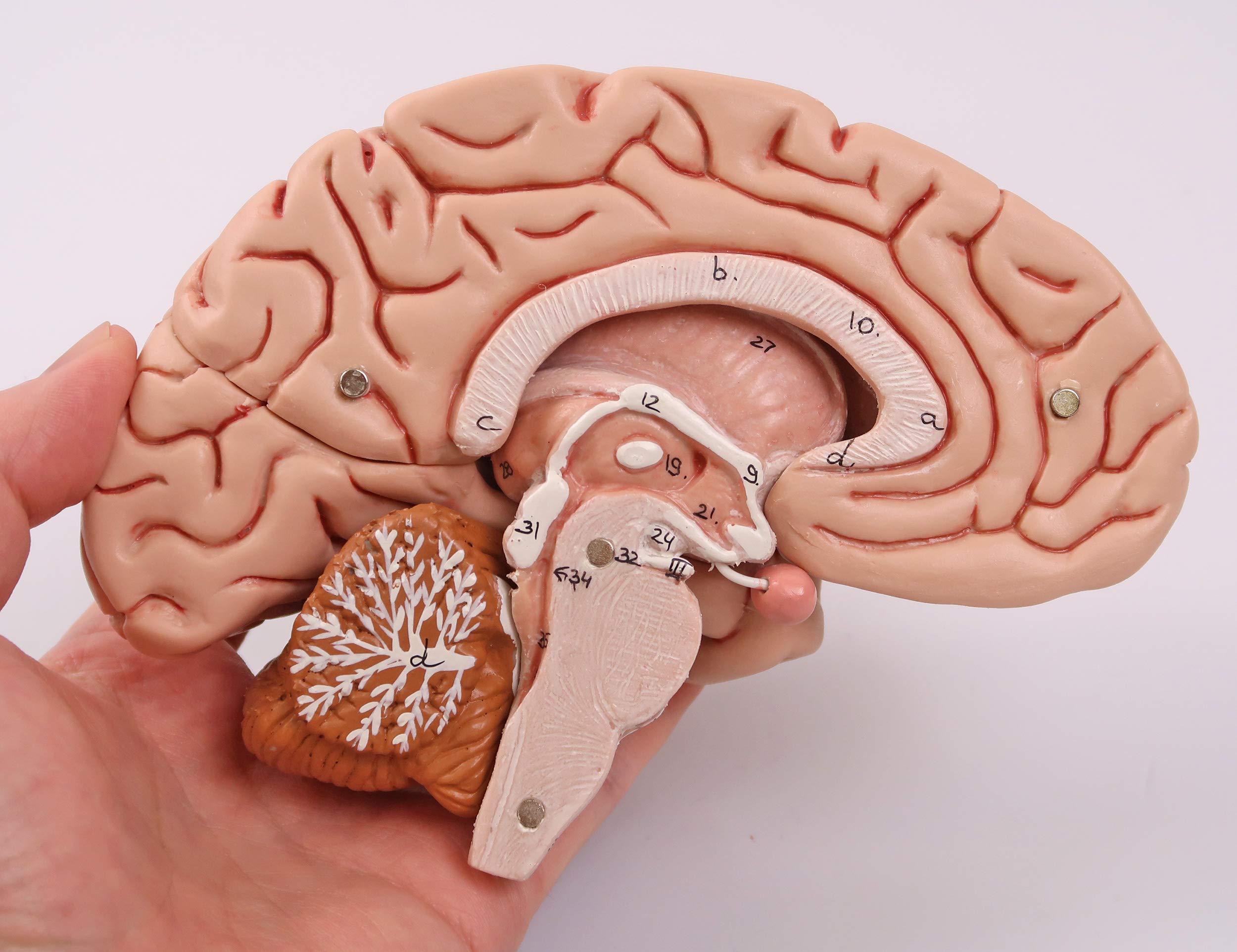 3B Scientific Human Anatomy - Classic Brain Model, 5 Part + free ...