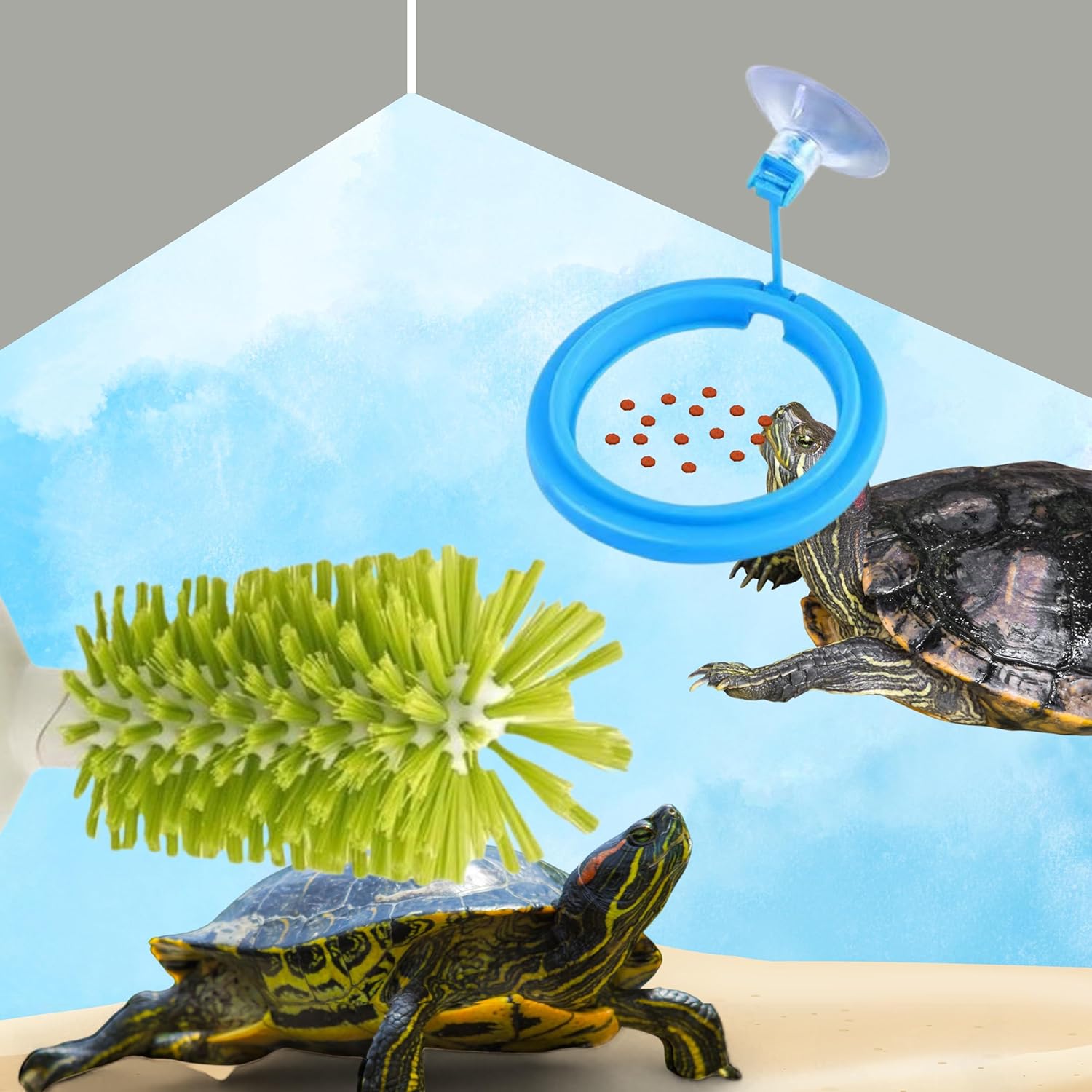 Amazon.com : Turtle Brush with Suction Cup and Feeding Ring, Tortoise ...