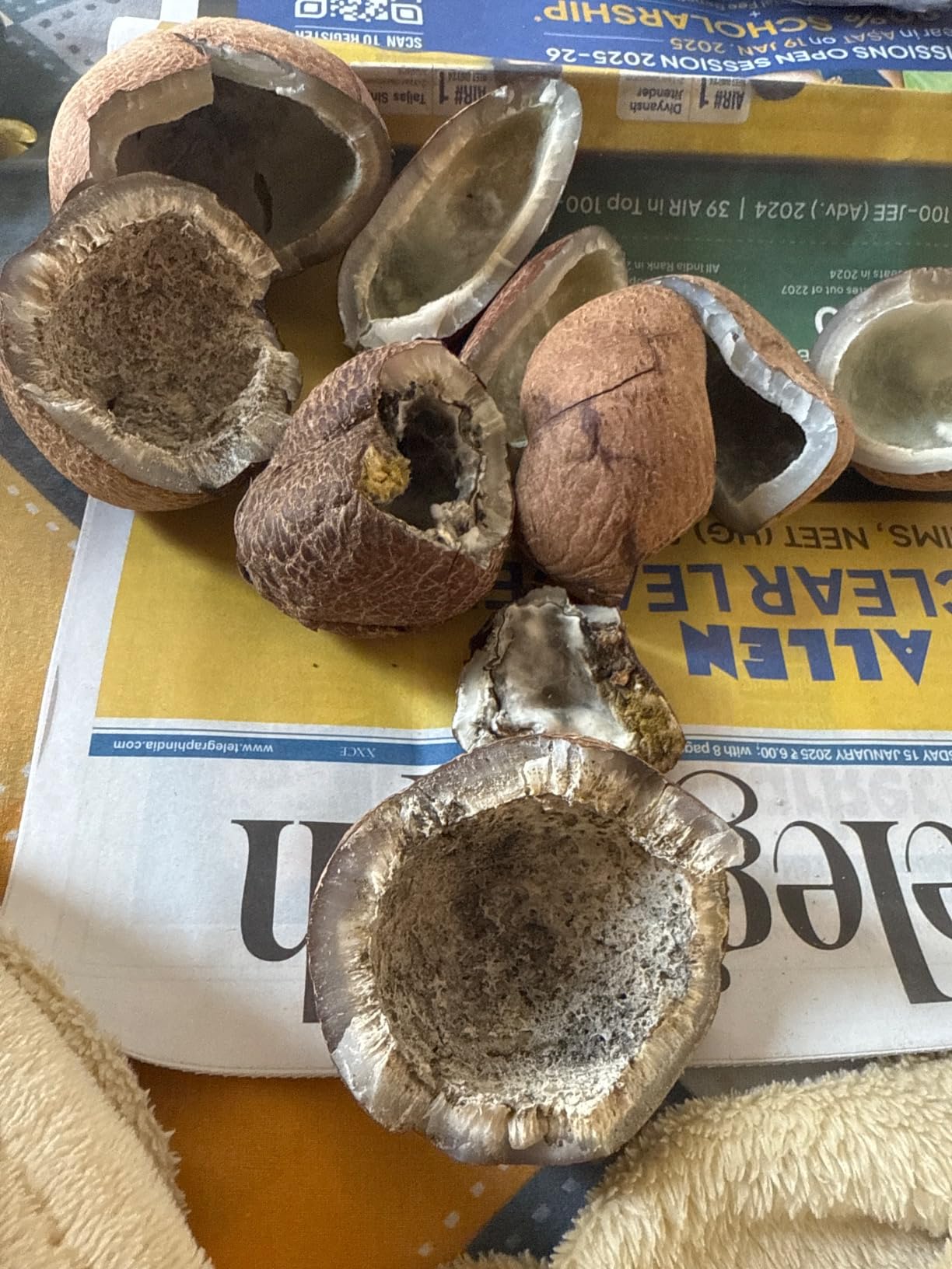 Eco Herbs Dried Coconut Ball Copra Gola Gota Sukha Nariyal Naturally ...
