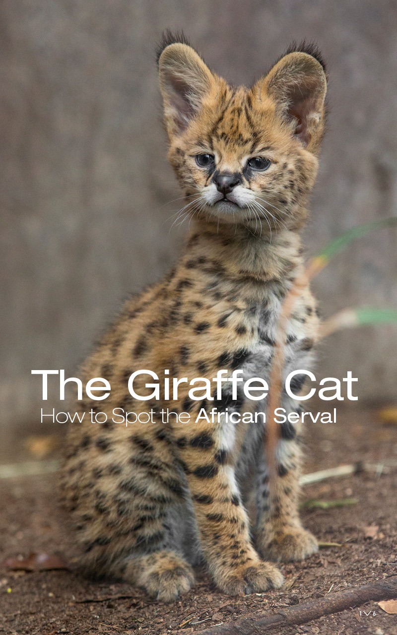 ZOONOOZ:Amazon.de:Appstore for Android