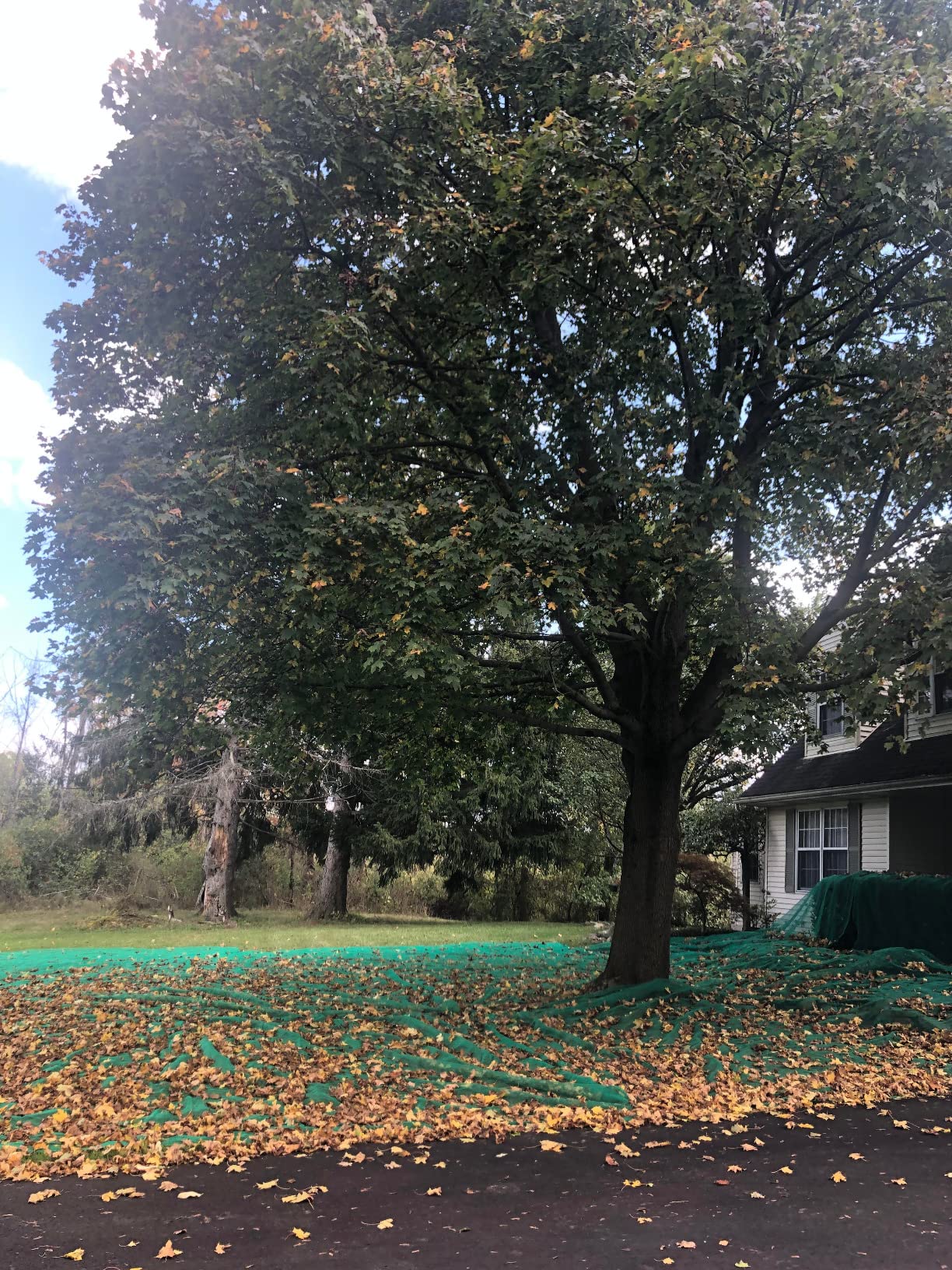 Amazon.com : No Rake Net, Easy to Use Reusable Leaf Collection System ...