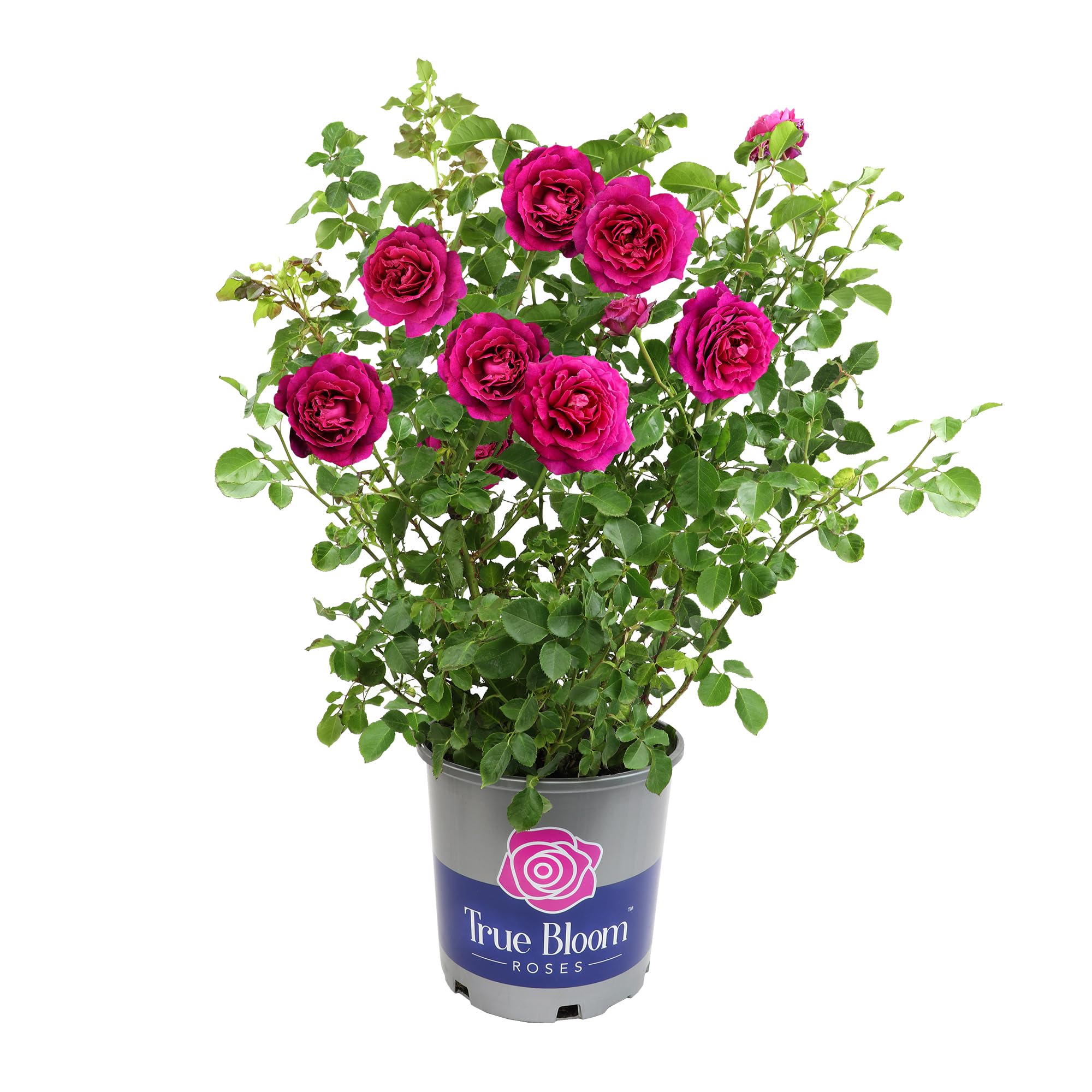 Amazon.com : True Bloom 'True Serenity' Pink Rose Bush, Live Roses ...