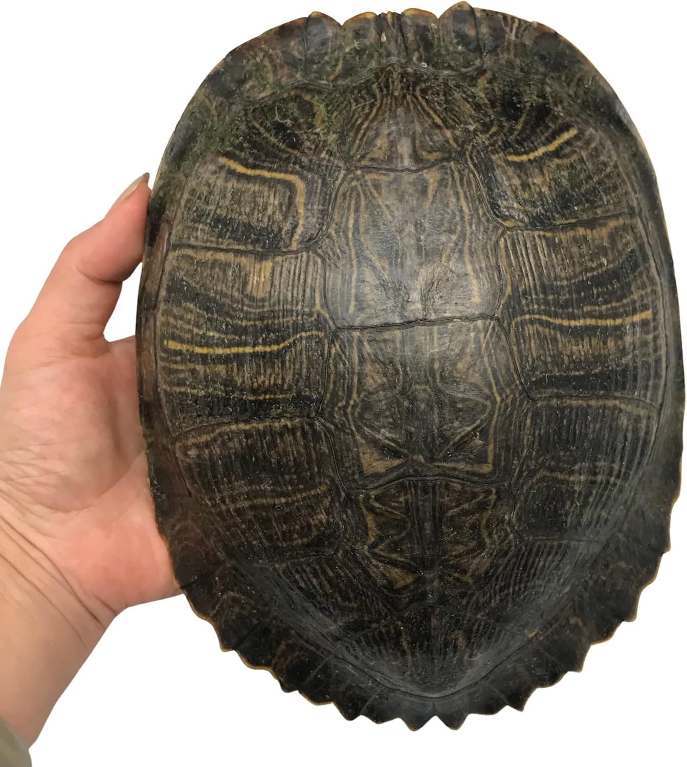 Amazon.com : PEPPERLONELY Real Turtle Shells, 7-8 Inch Red Eared Slider ...