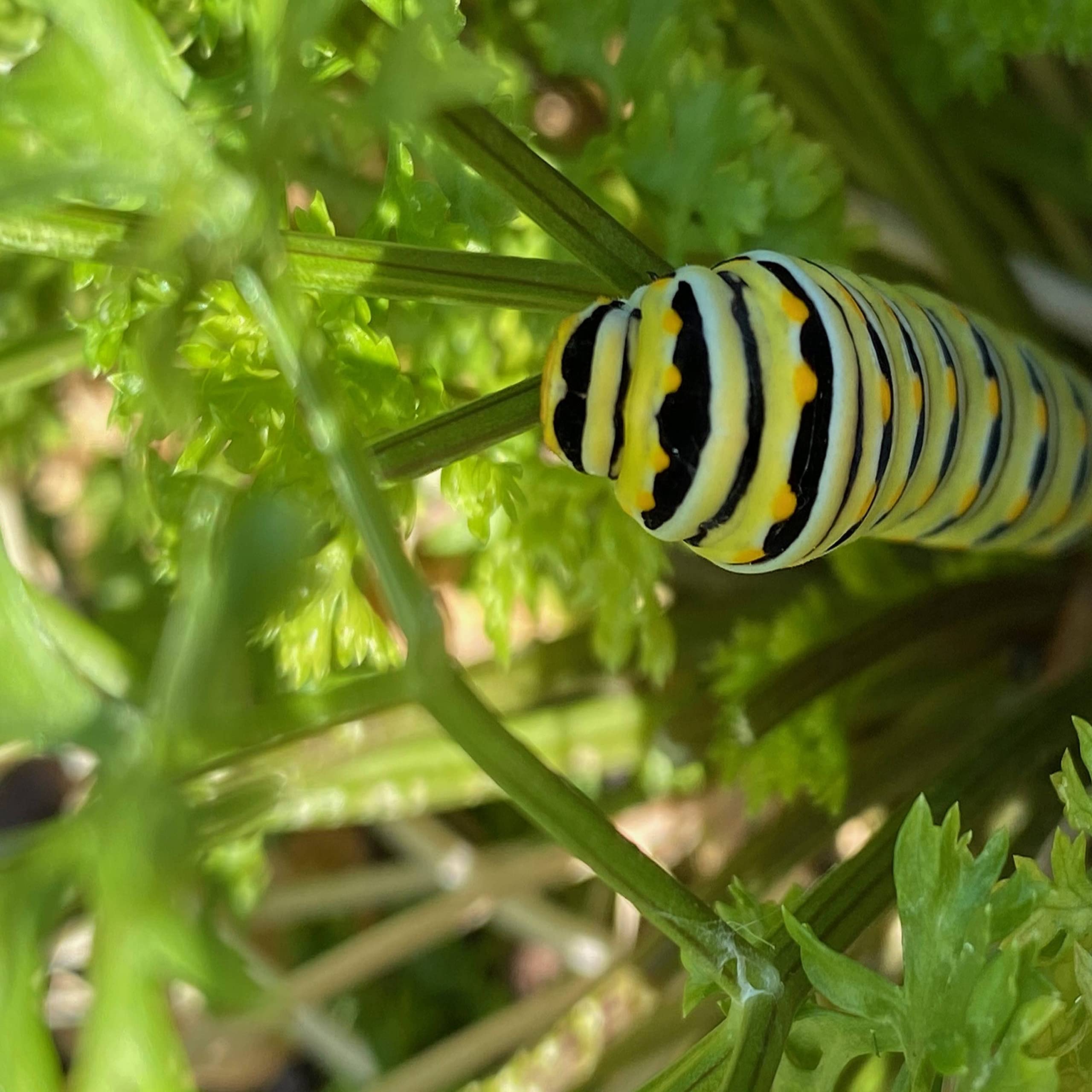 Walk into the Sun song by Adventure Time from Adventure Time, Vol. 5 (Original Soundtrack) on ...