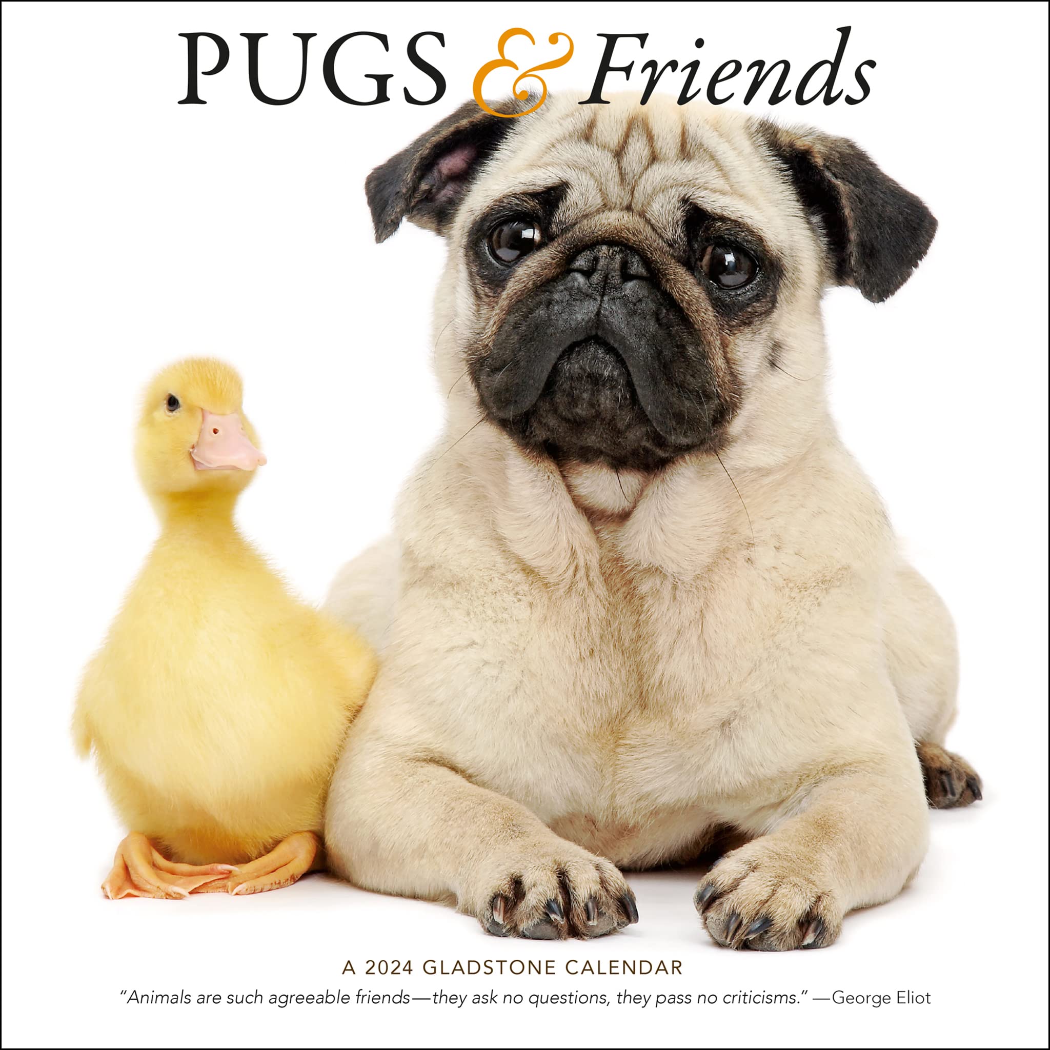Amazon.com: Gladstone Media, Pugs & Friends 2024 Wall Calendar : Office ...