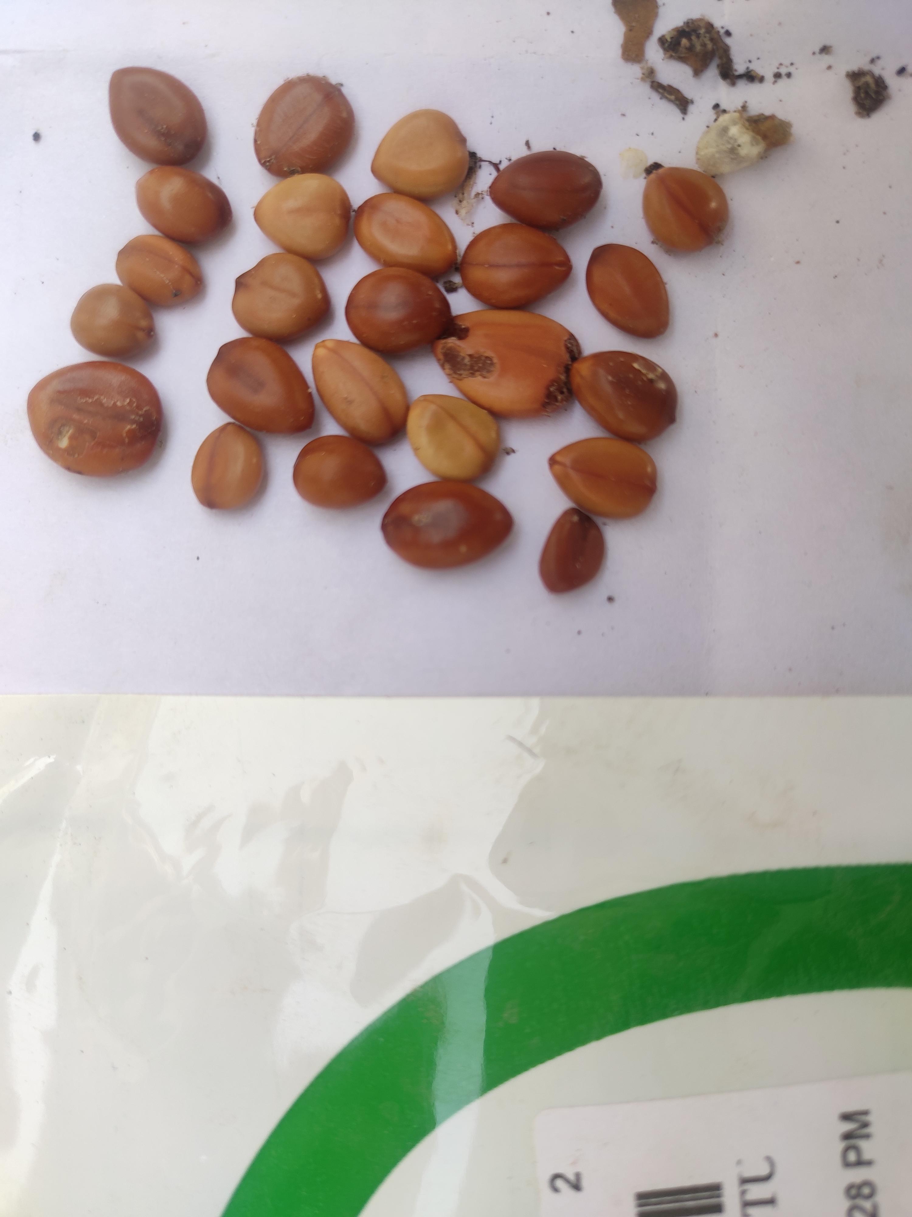 Creative Farmer Golden Shower Tree Seed, Cassia Fistula, Indian Laburnum, Pack of 25 Seeds ...