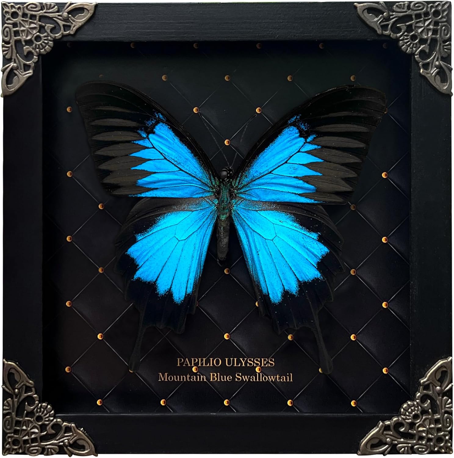 Amazon.com: Real Framed Blue Butterfly Insect Shadow Box Unique Taxidermy Specimen Display ...