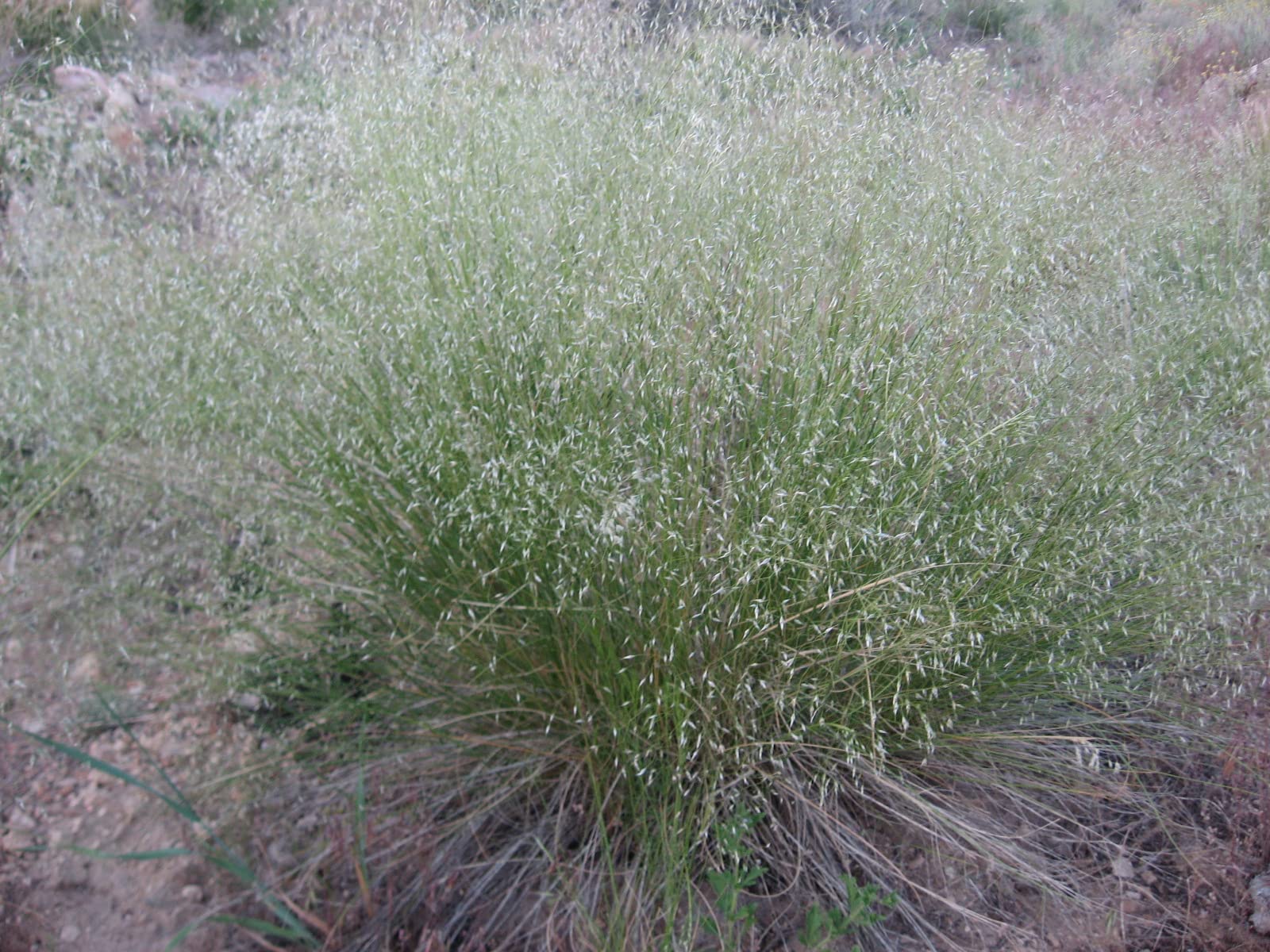 Indian Rice Grass Seeds
