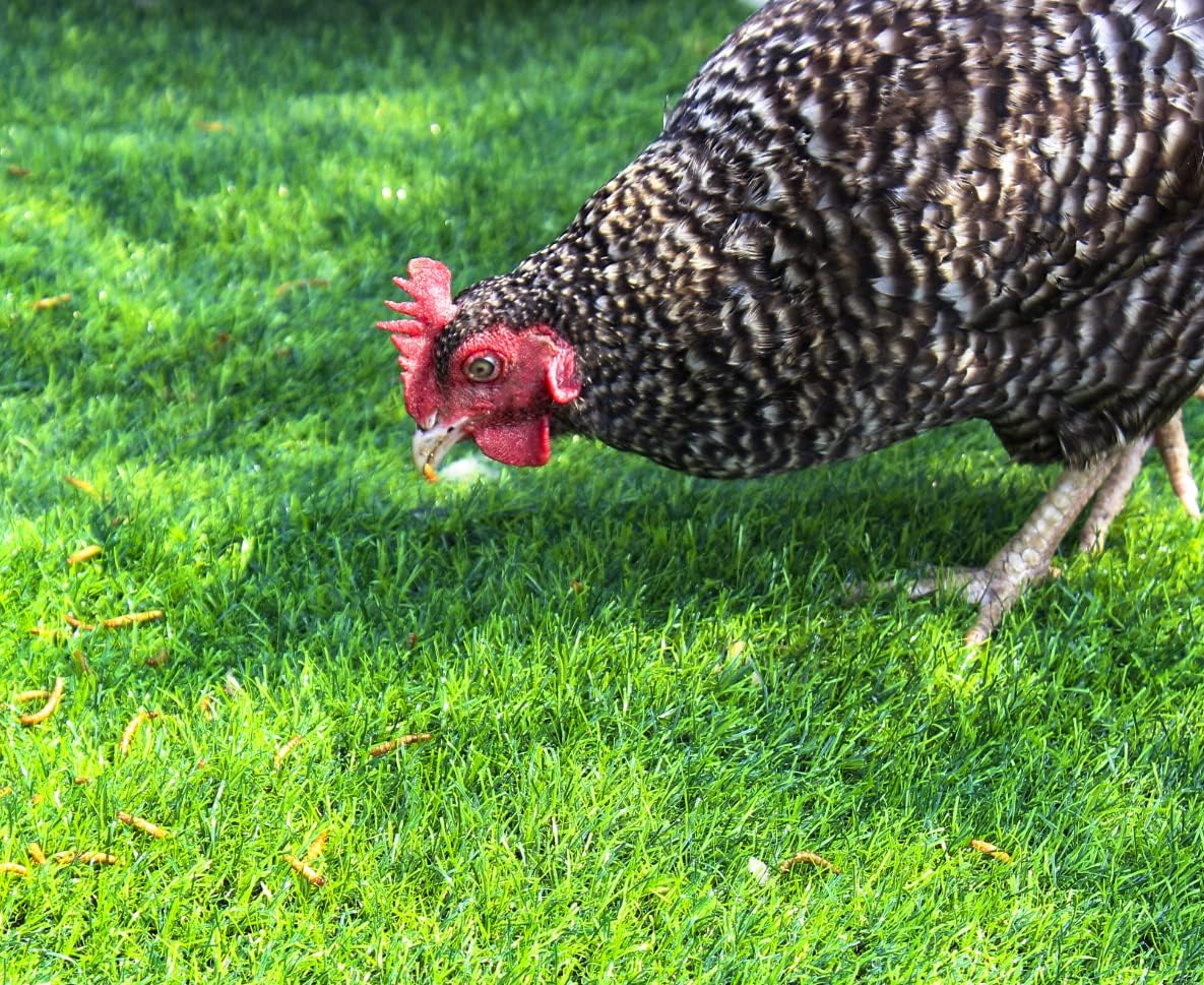 Snapklik.com : Classic Flock 5LB Dried Mealworms For Chicken Hen Birds ...