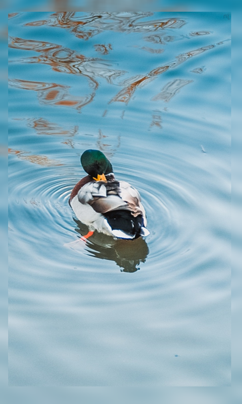 4K Duck Wallpaper HD - App on Amazon Appstore