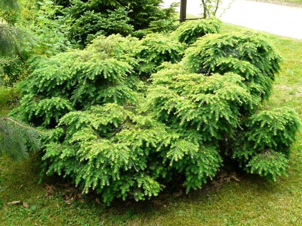 9cm Pot Dwarf Conifer Jeddeloh, Eastern Hemlock Jeddeloh, Tsuga ...