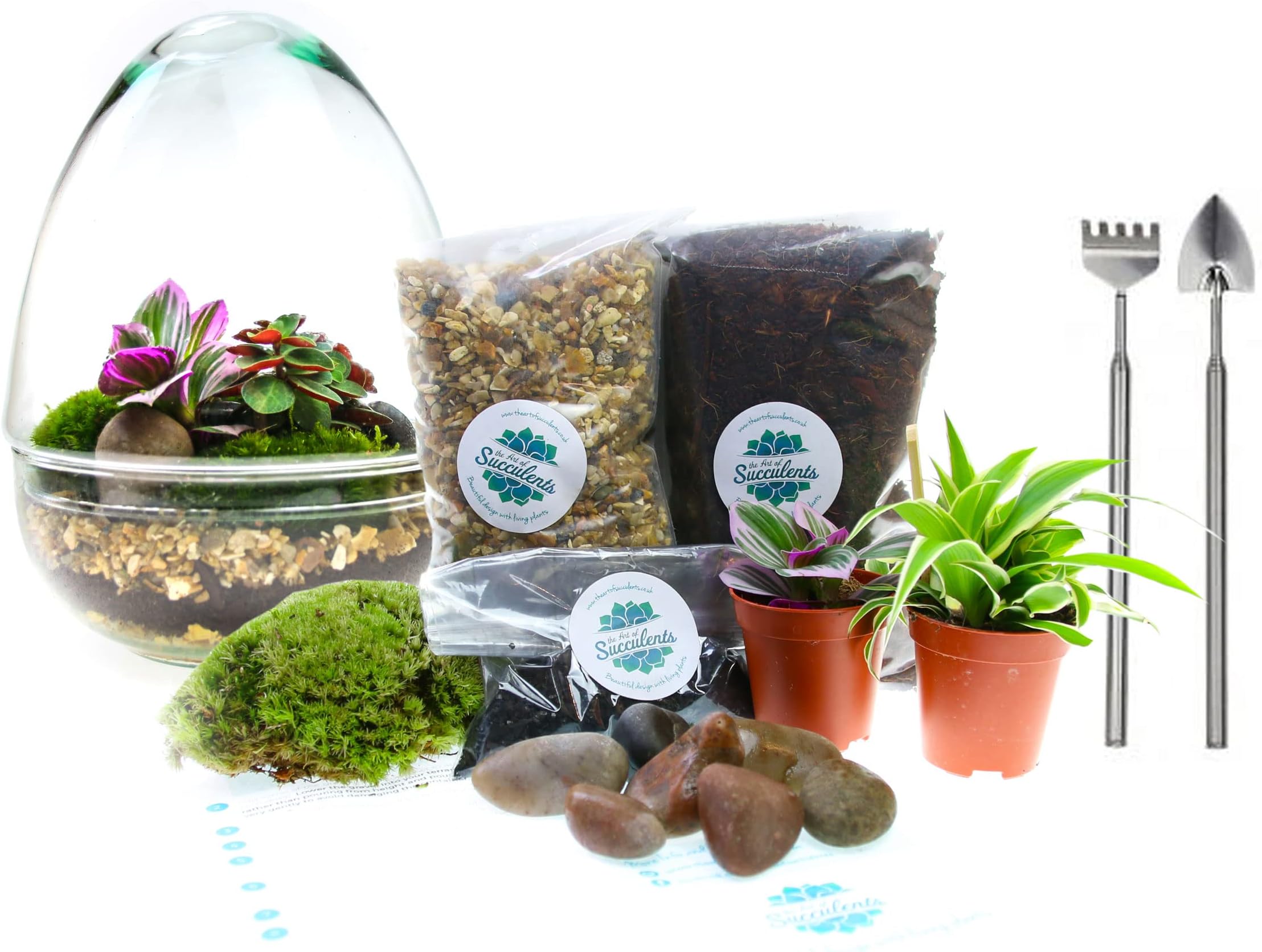 Large Glass Orb Terrarium with Living Plants, Moss and Tool Set ...