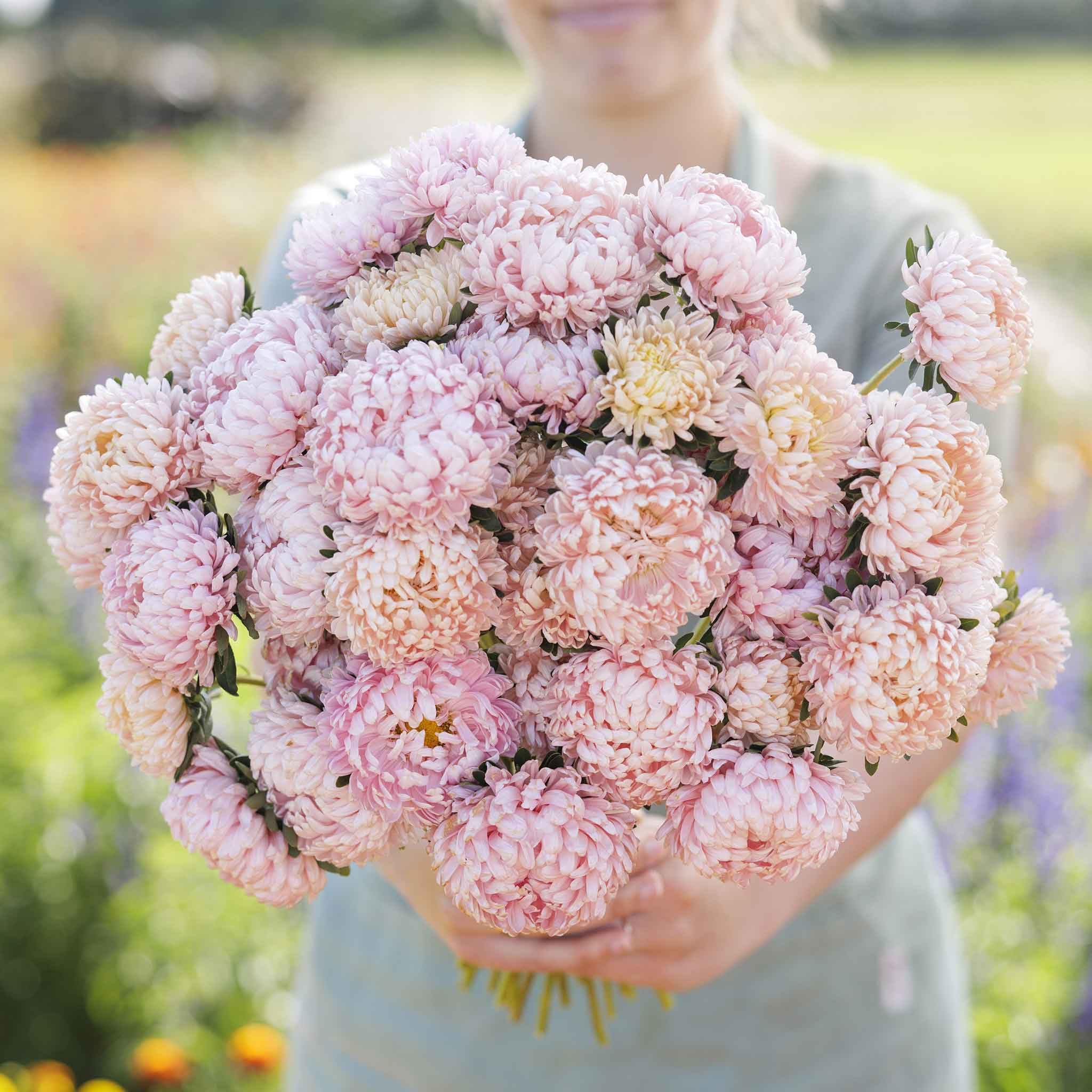 Amazon.com : Aster Seeds (Peony Duchess) - Apricot - Packet - Pink ...