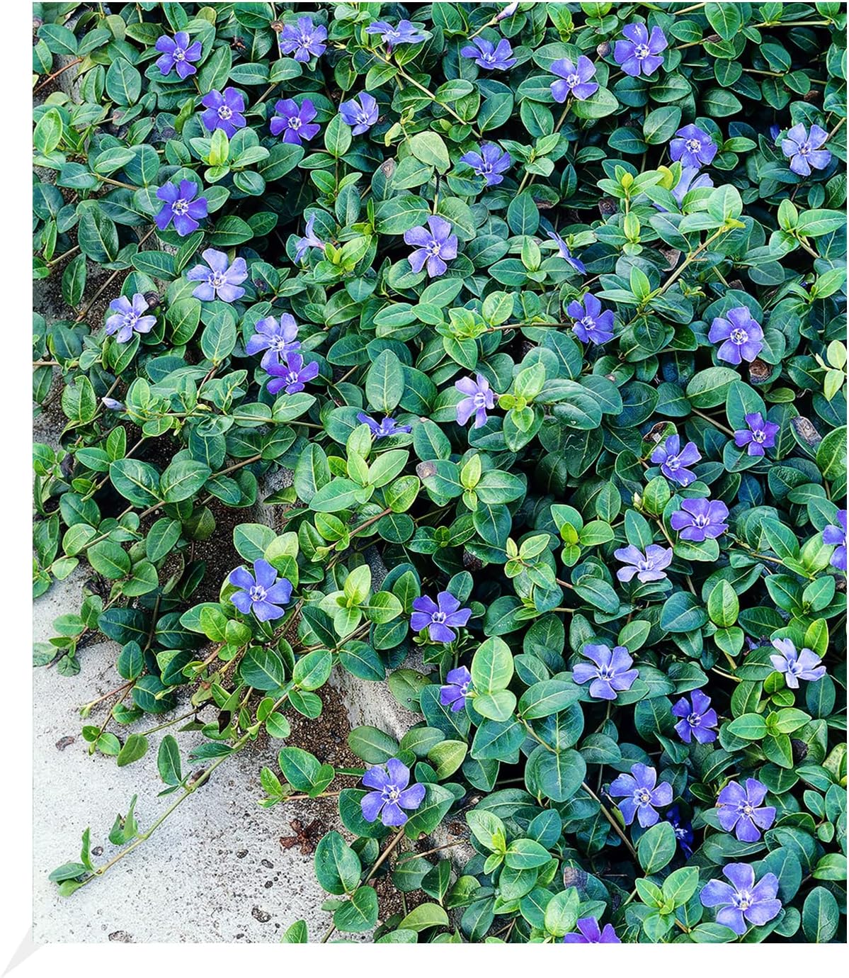 Bodendecker Vinca Minor