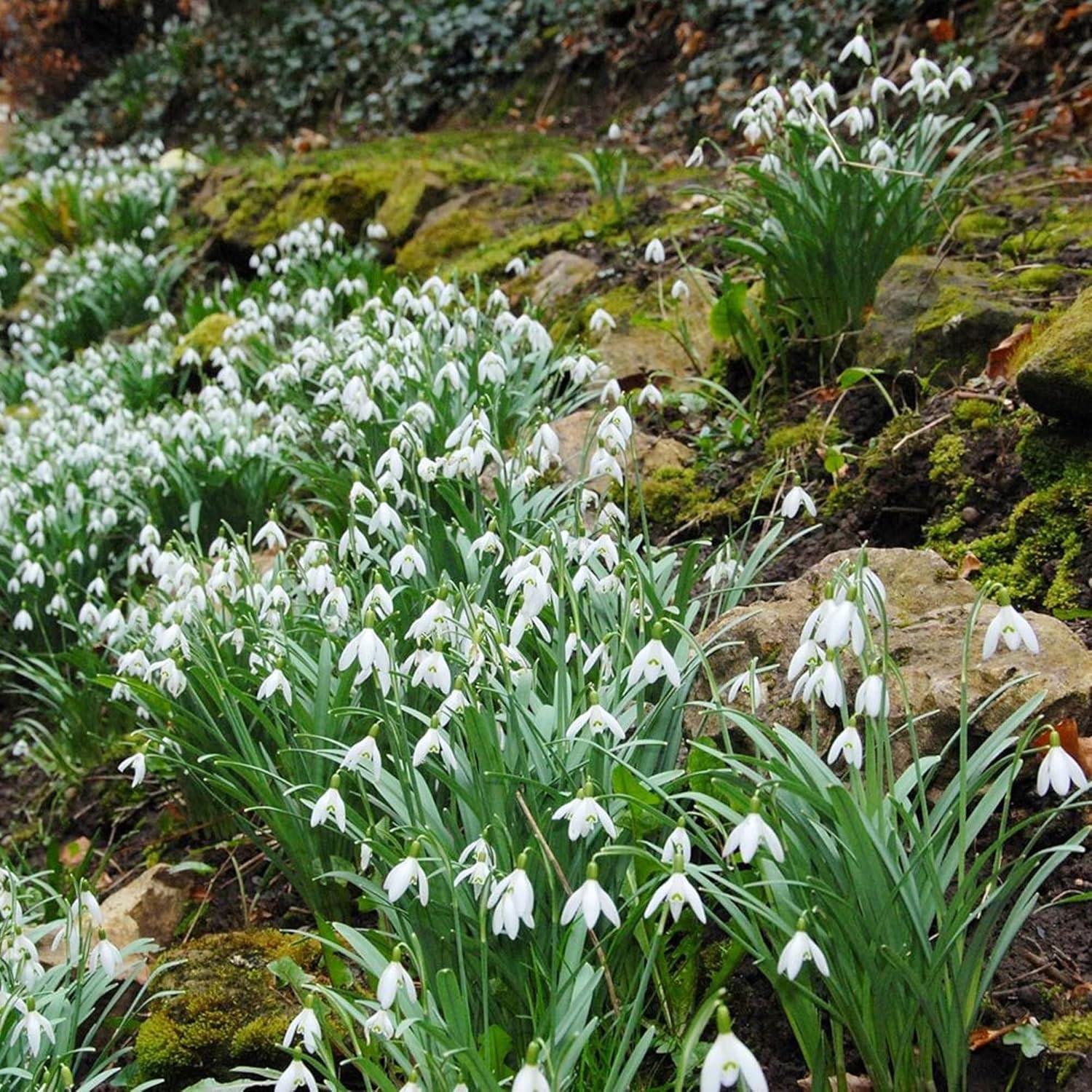 Amazon.com : CHUXAY GARDEN Snowdrop Flower Seed 400 Seeds Galanthus ...