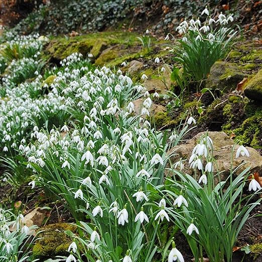 Amazon.com : CHUXAY GARDEN Snowdrop Flower Seed 400 Seeds Galanthus ...