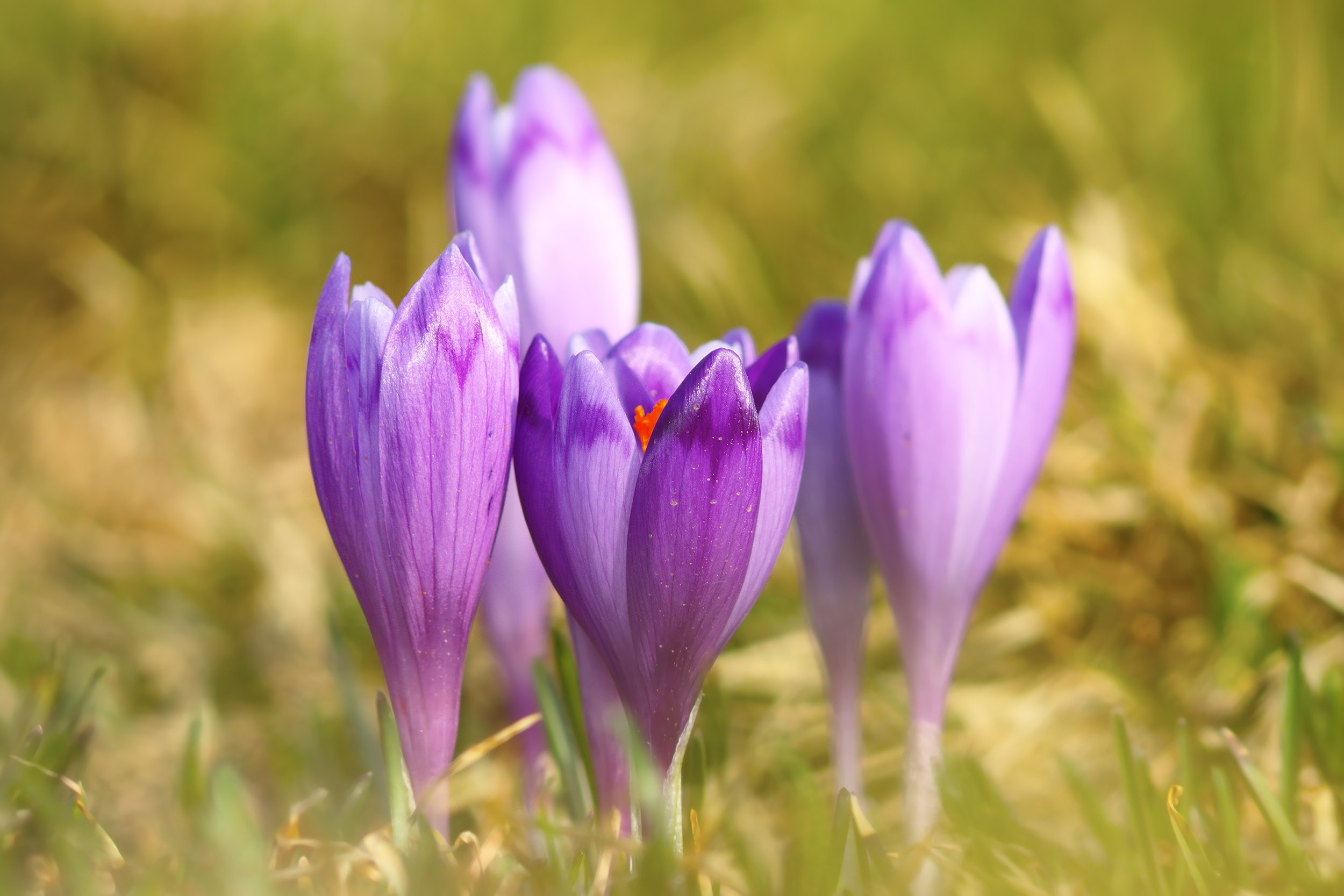 Fall Crocus Saffron
