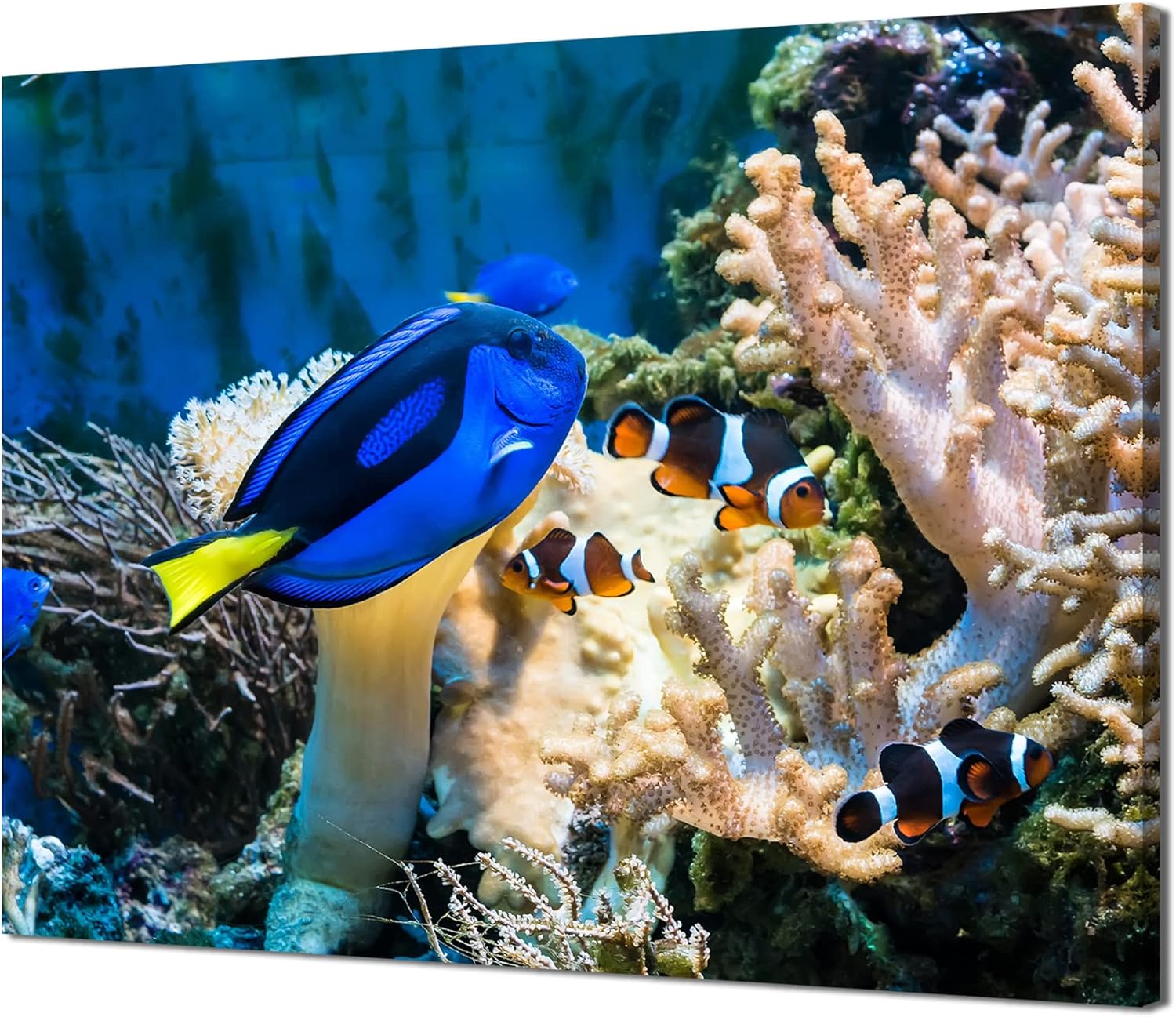Amazon.com: Blue Tang Clownfish Wall Art Tropical Fish Picture Wall ...