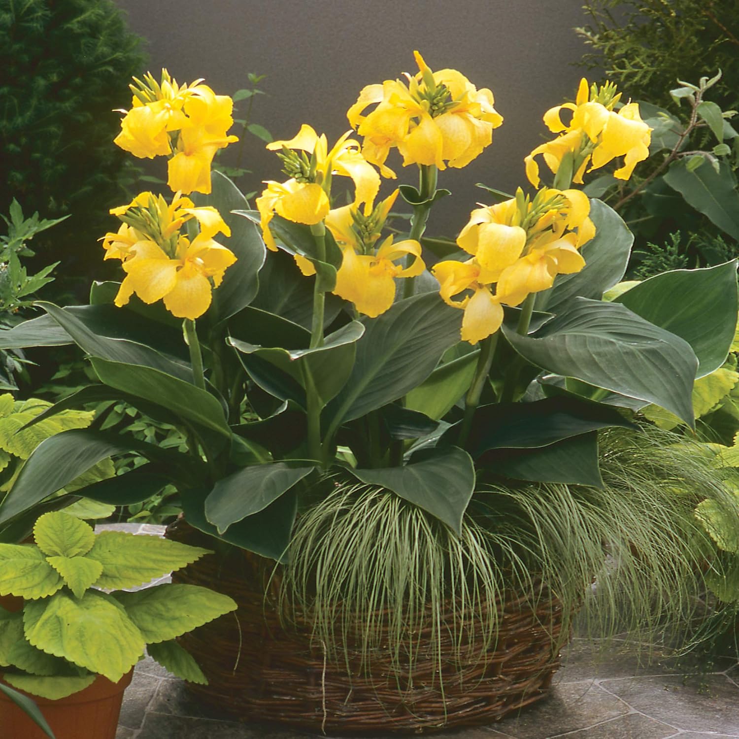 Amazon.com : Outsidepride Yellow Canna Lily Flower Seeds - 10 Pcs ...