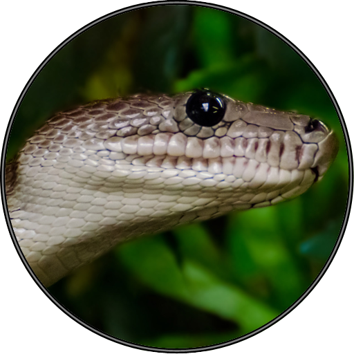 Funny Hiss Snake Sounds - App on Amazon Appstore