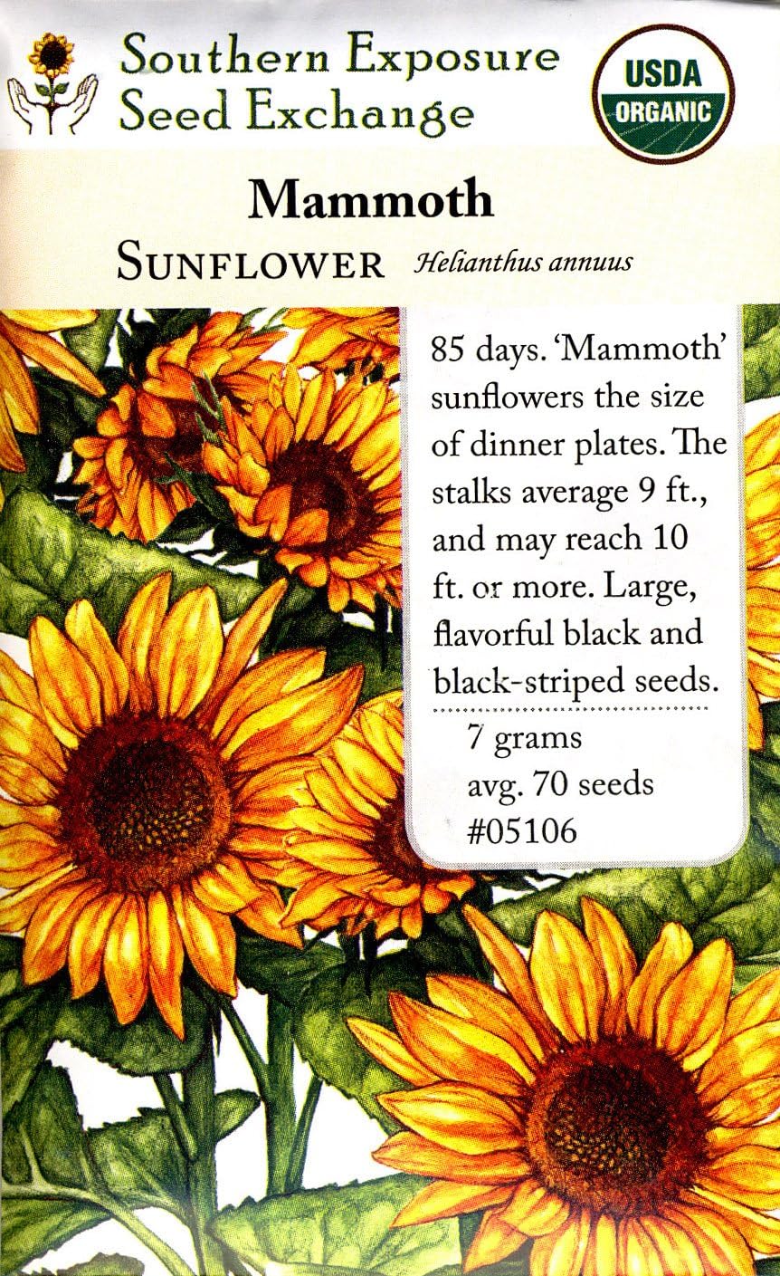 Amazon.com : Honeyman Farms Sunflower Confectionery Mammoth Seed Packet ...