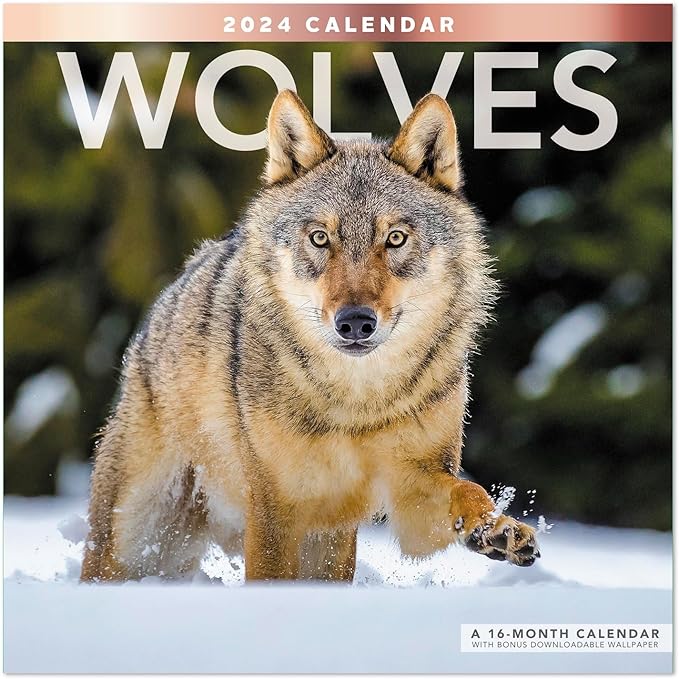 Amazon.com : 2024 Wolves Monthly Wall Calendar, 16 Months, 12" x 12 ...