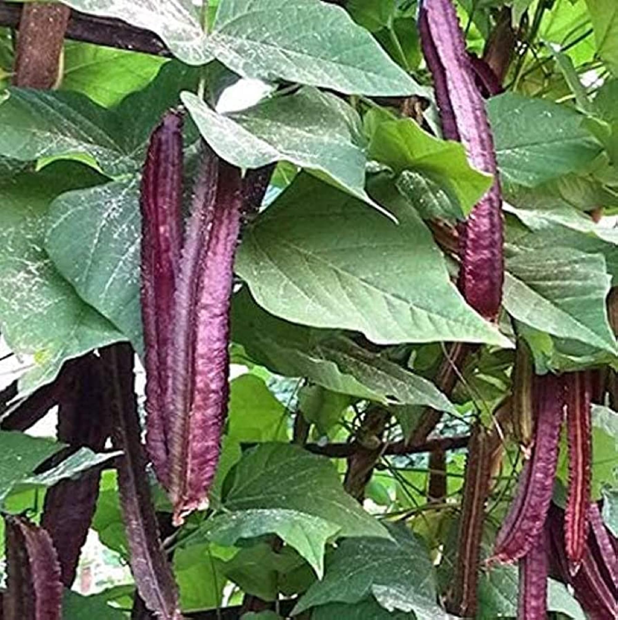 Amazon.com : CHUXAY GARDEN Purple Winged Bean Seed 10 Seeds Heirloom ...