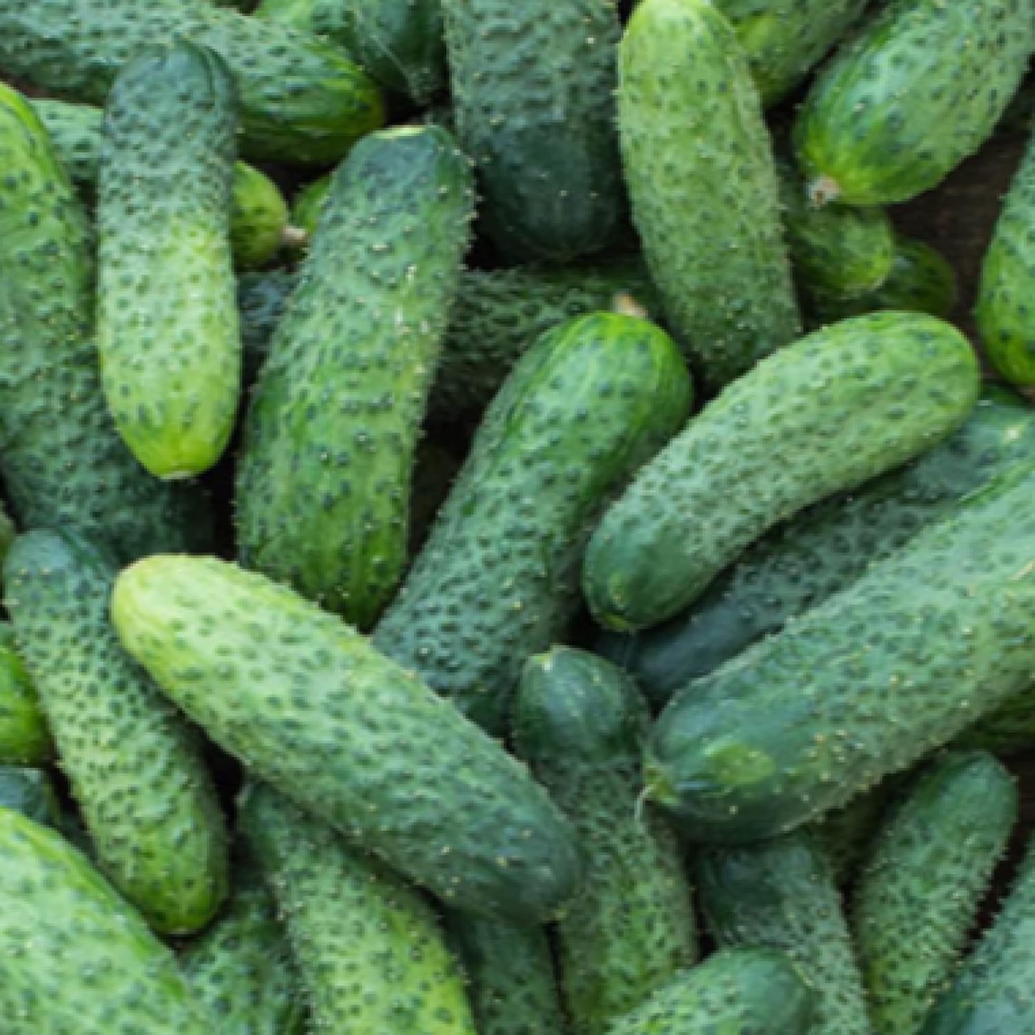 Amazon.com : Boston Pickling Cucumber 125 Seeds, American Heirloom ...