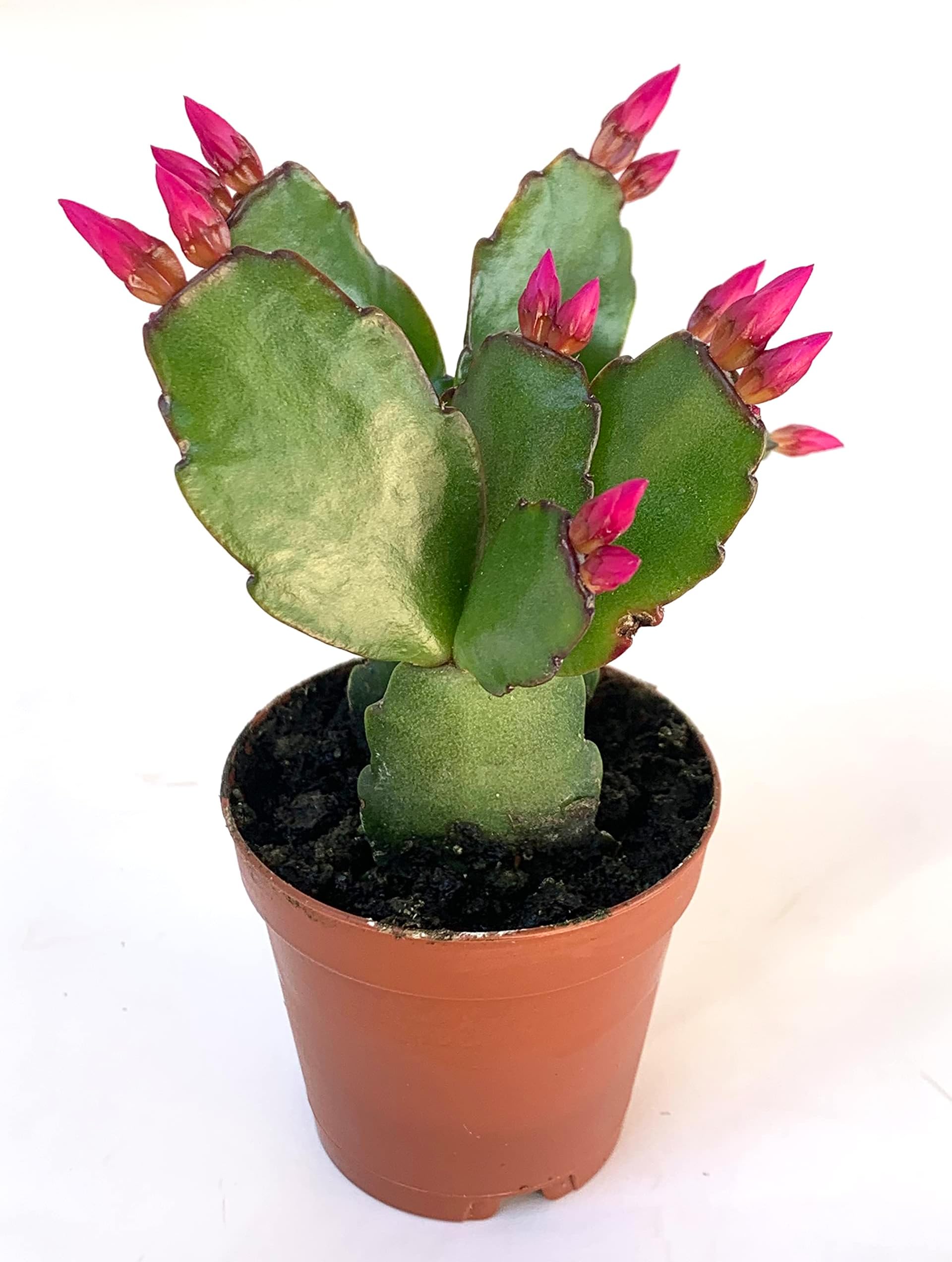 Amazon.com : Orange Easter Cactus Plant, Spring Cactus Houseplants ...