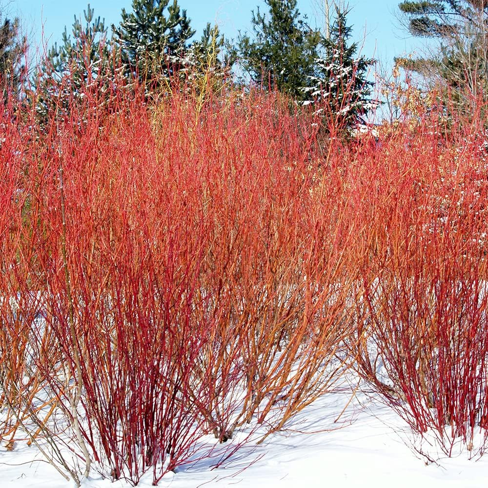 Amazon.com : QAUZUY GARDEN 60 Red-Osier Dogwood/Red Willow Brush ...