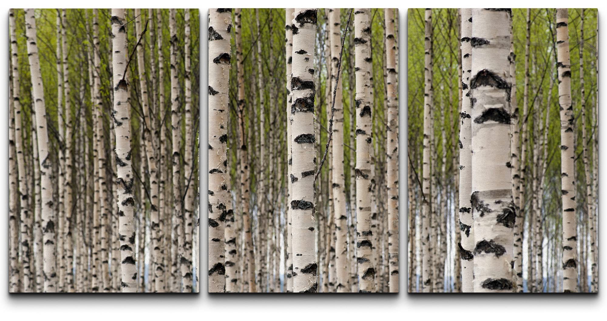 Birch Trees In Spring