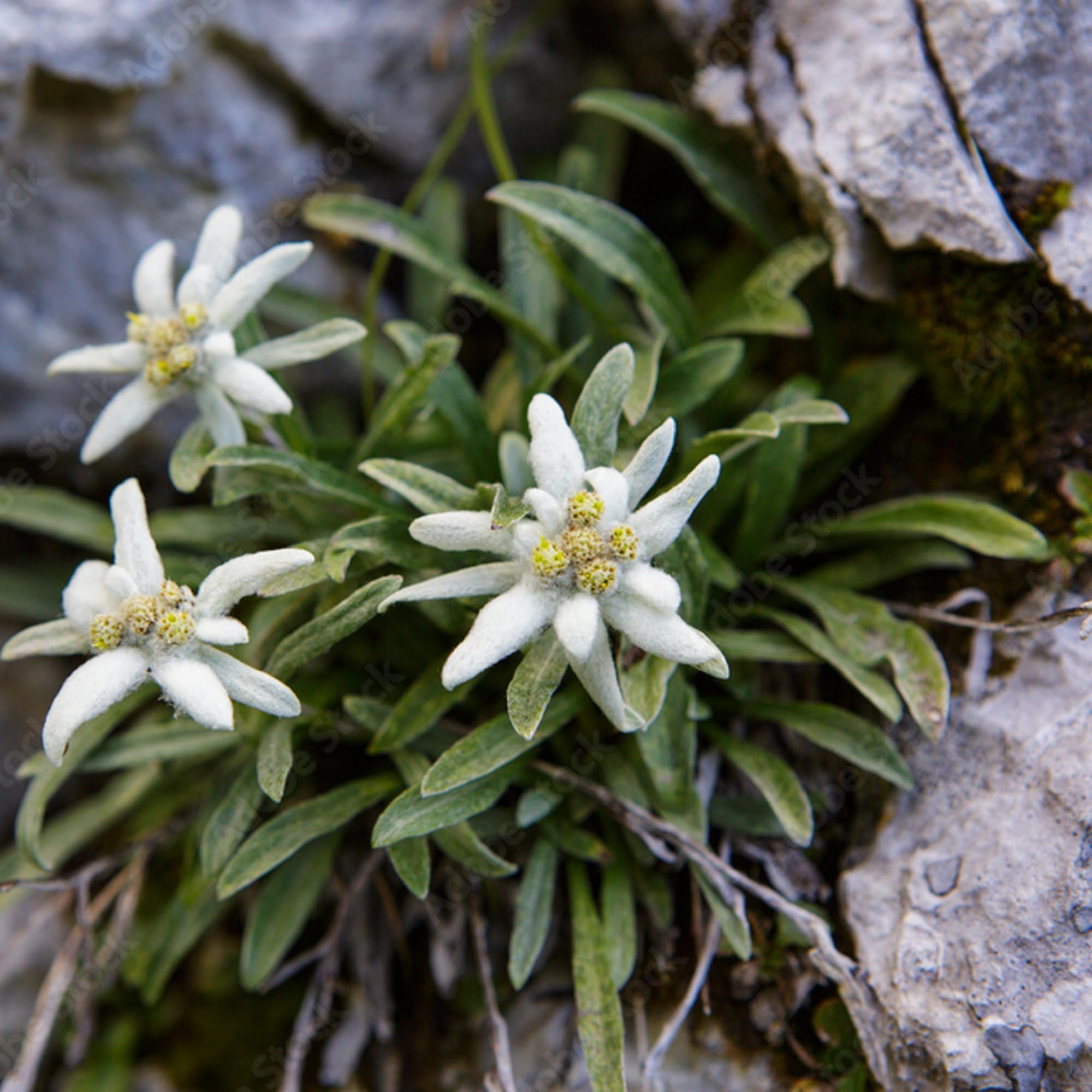 Amazon.com : CHUXAY GARDEN White Garden Edelweiss Seed 50 Seeds Beauty ...