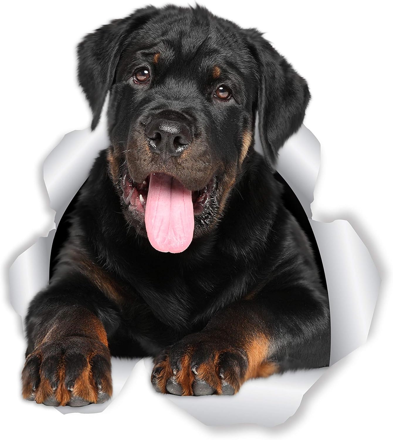 Amazon.com: Winston & Bear 3D Friendly Rottweiler Stickers - 2 Pack ...