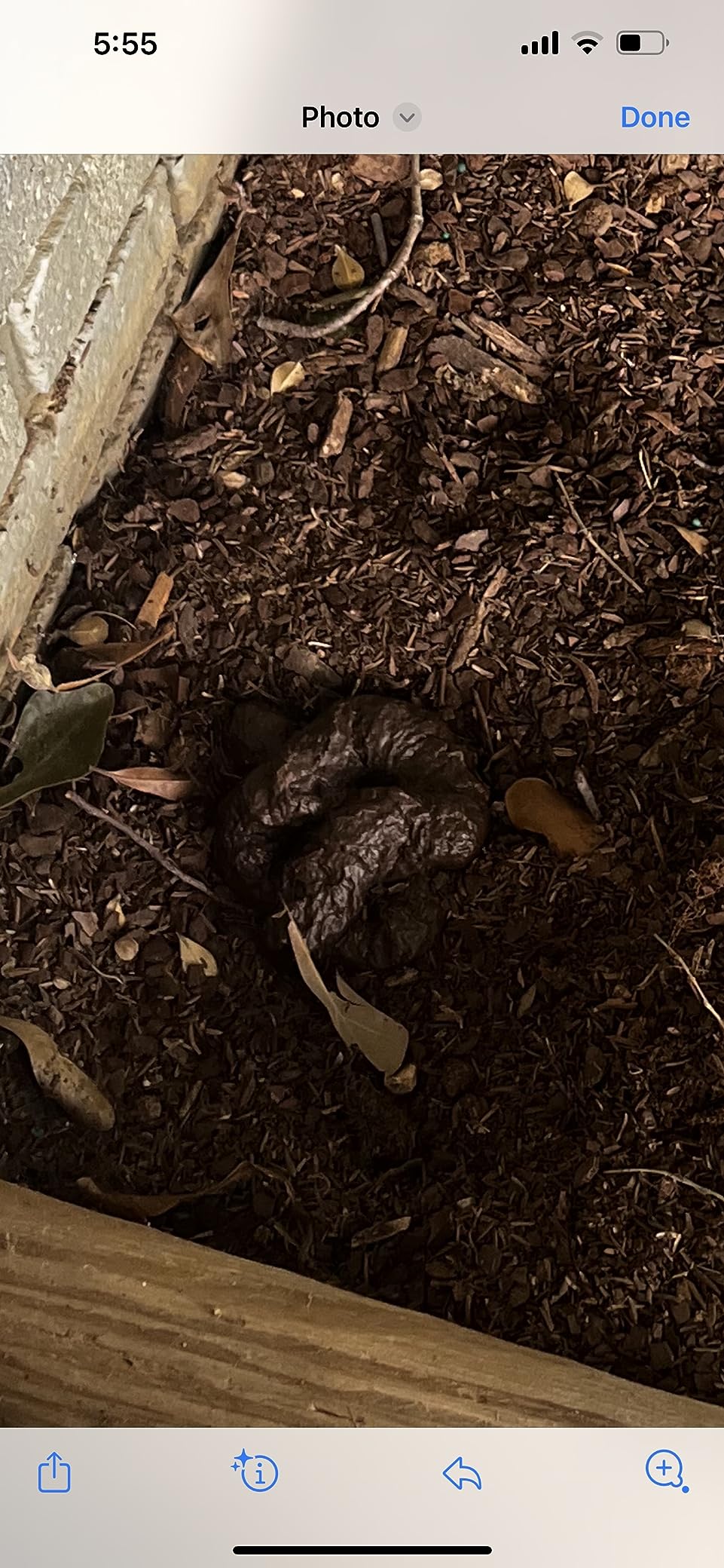 Amazon.com : Lixit Hide-A-Key Fake Dog Poop : Pet Supplies