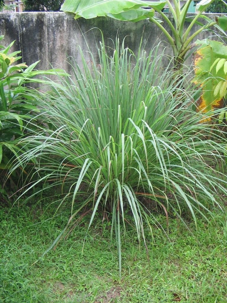 200 Lemon Grass Seeds Cymbopogon Flexuosus Caribbean Fever Grass ...
