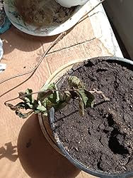 Amazon.com : 2 Paw Paw Trees Plants, Live Pawpaw Tree Plant - Banana ...