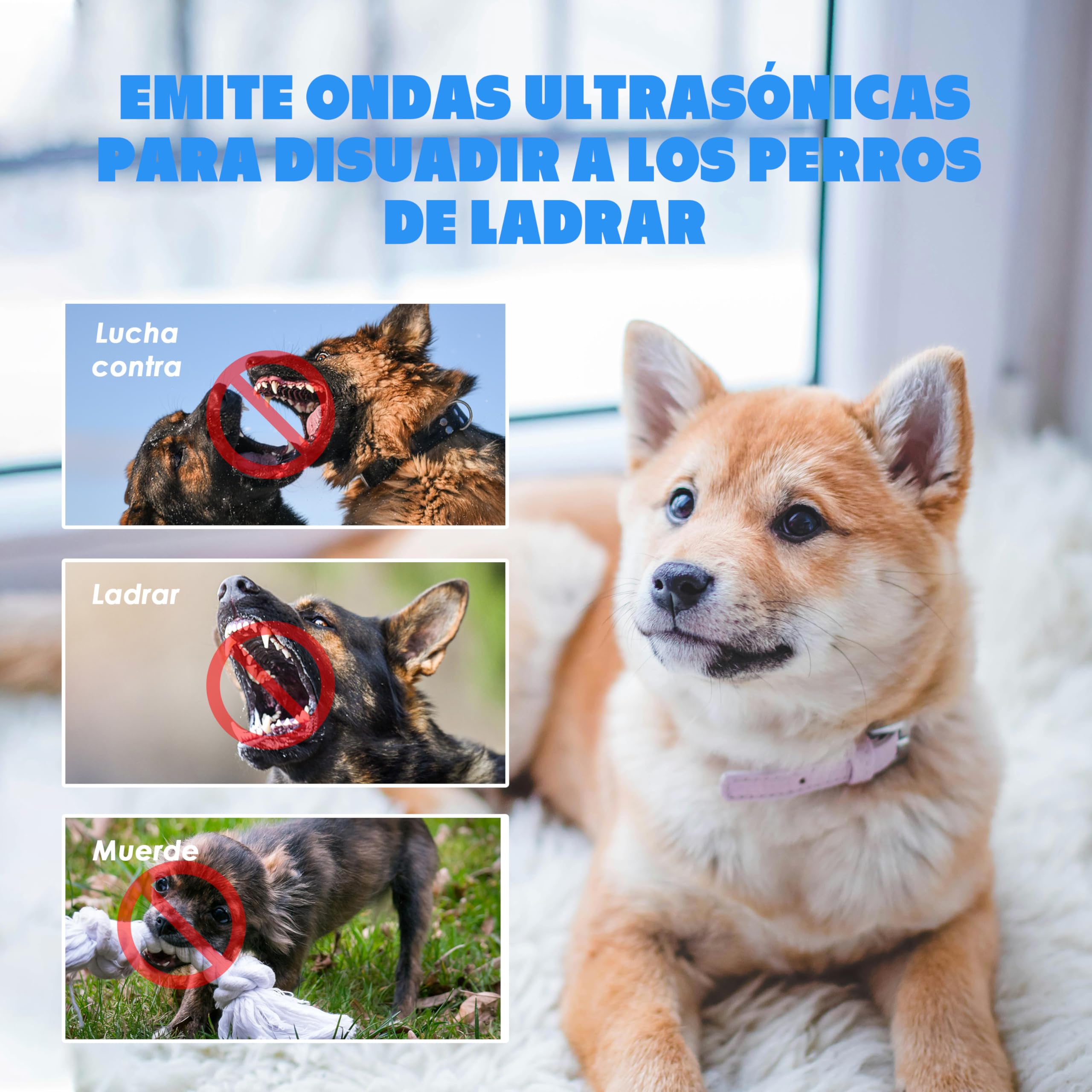 Los Perros Necesitan Ser Sedados Con Ultrasonido