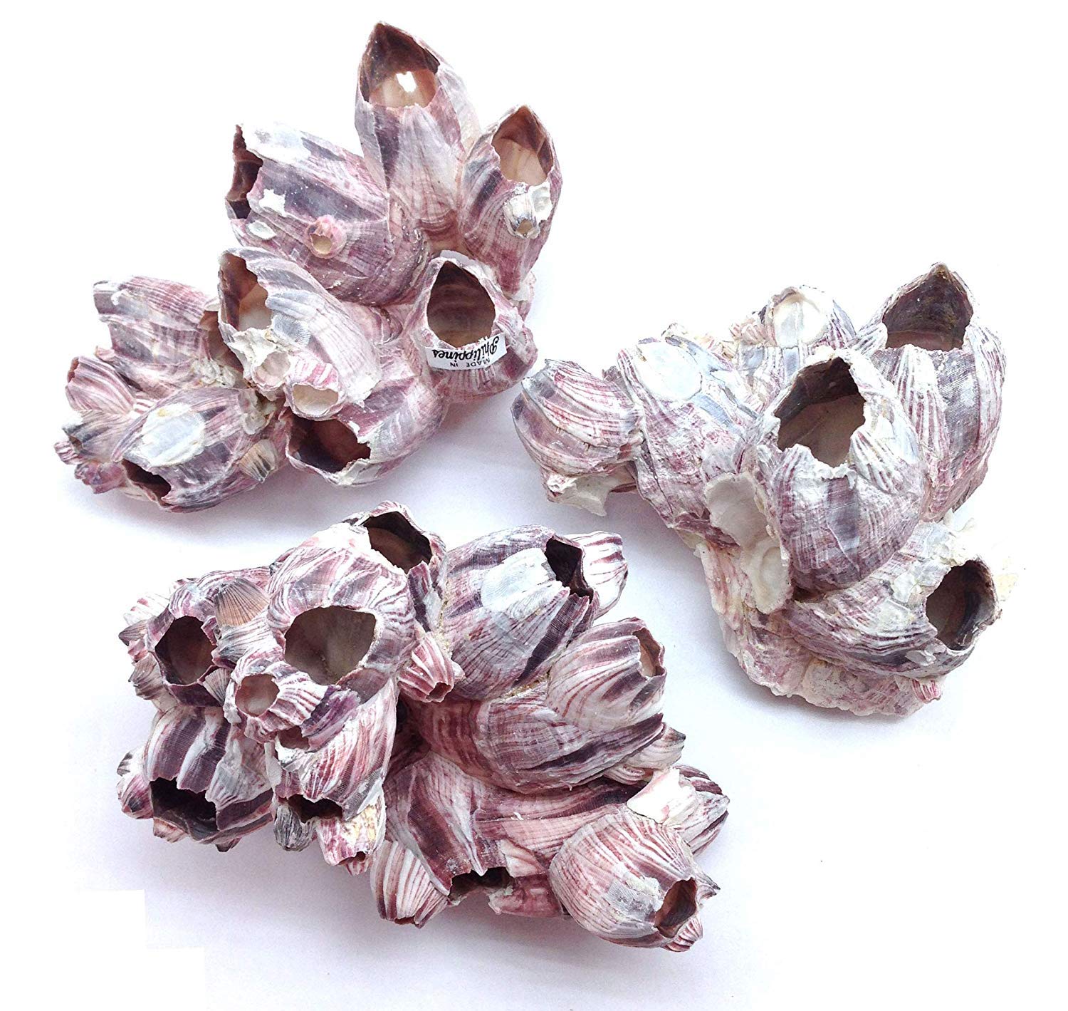 Amazon.com: PEPPERLONELY Purple Barnacles Clusters for Saltwater ...