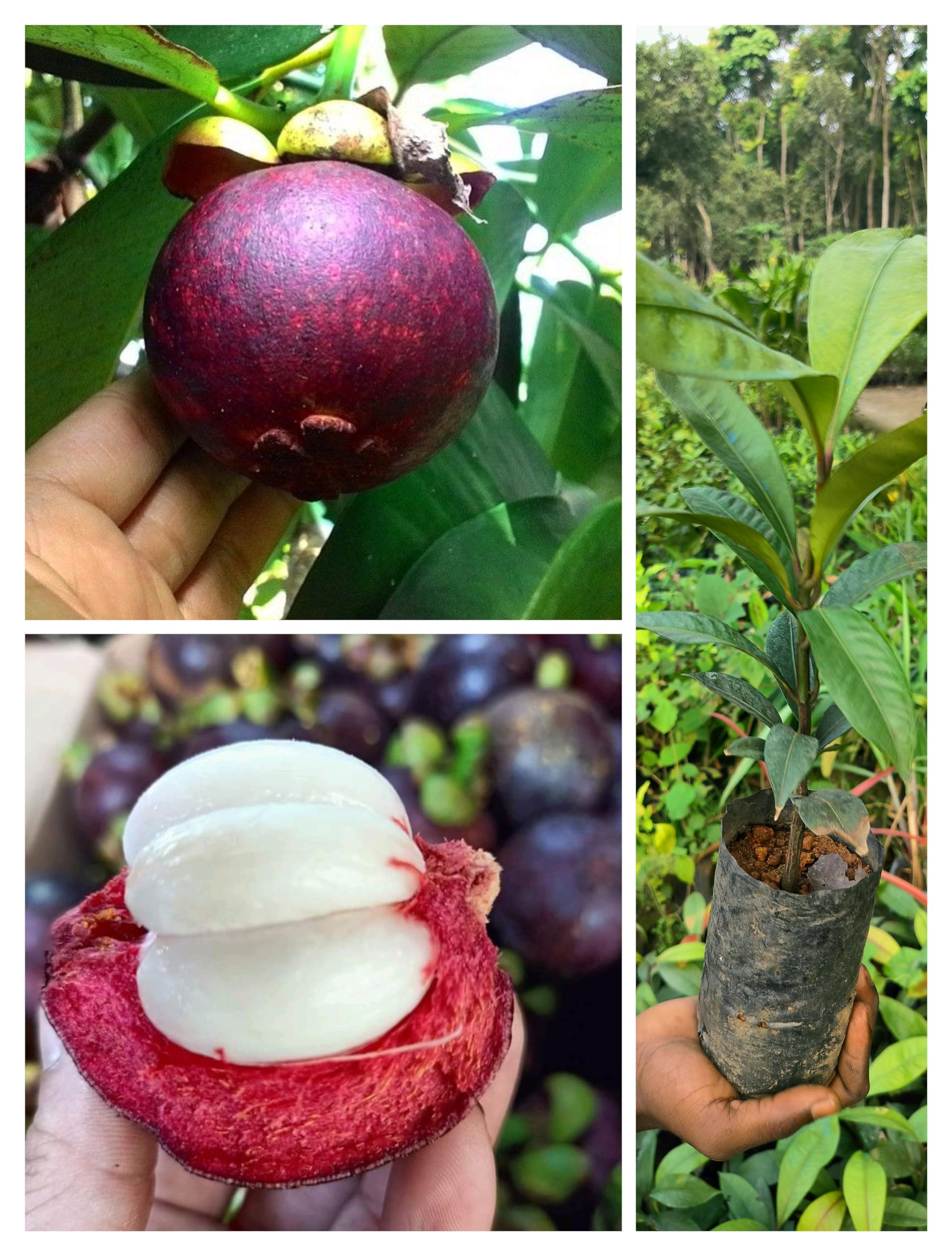 Mangosteen Tree