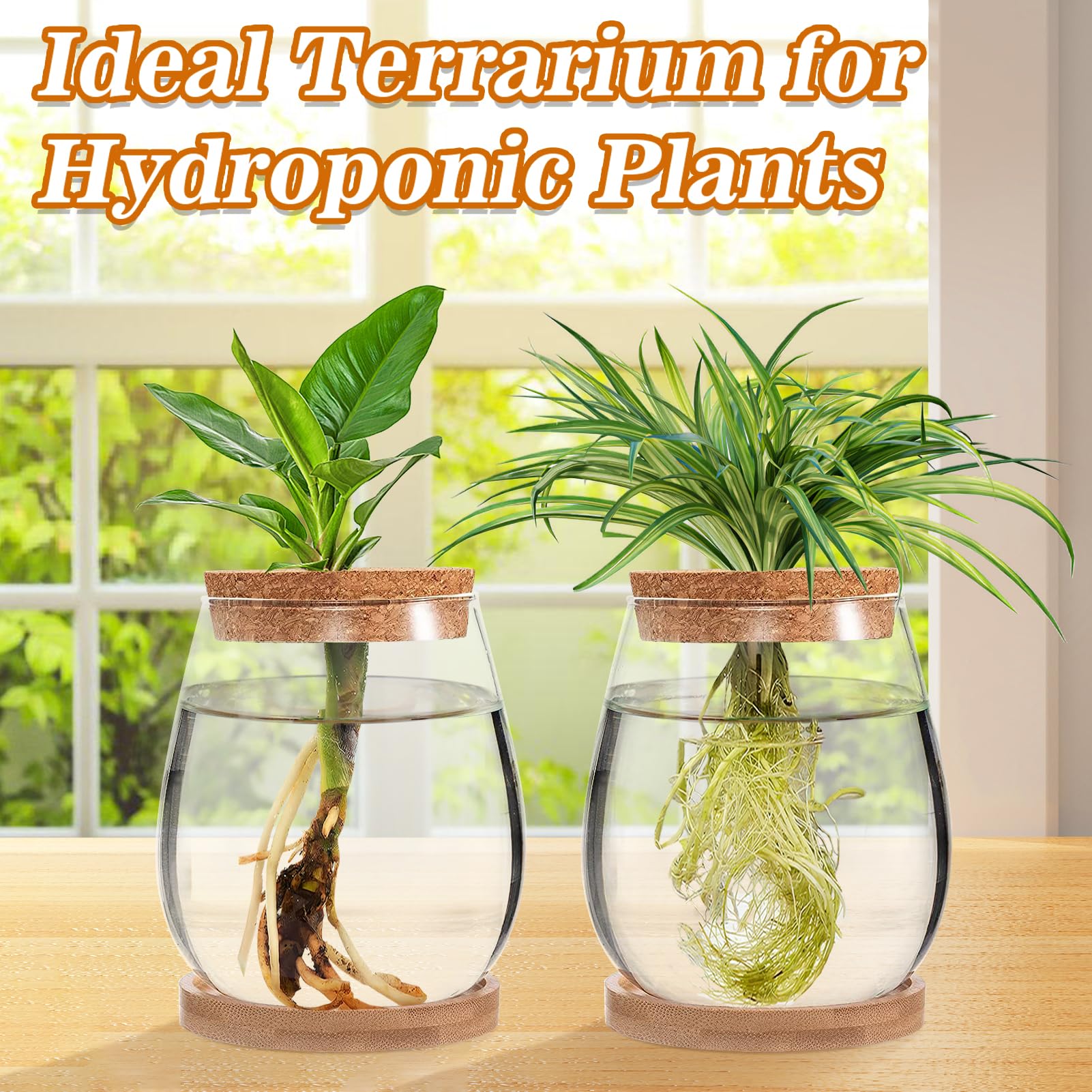 Indoor Hydroponic Gardening In Glass Containers