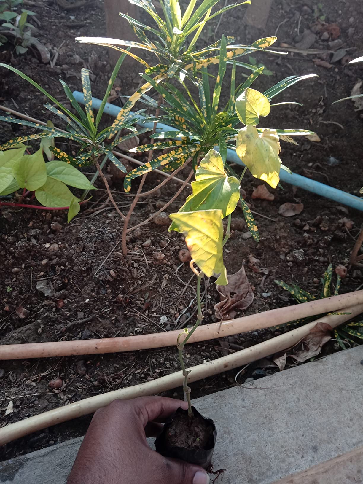 M-Tech Gardens Long Pepper Medicinal Herb Plant (Piper longum, Thippali ...