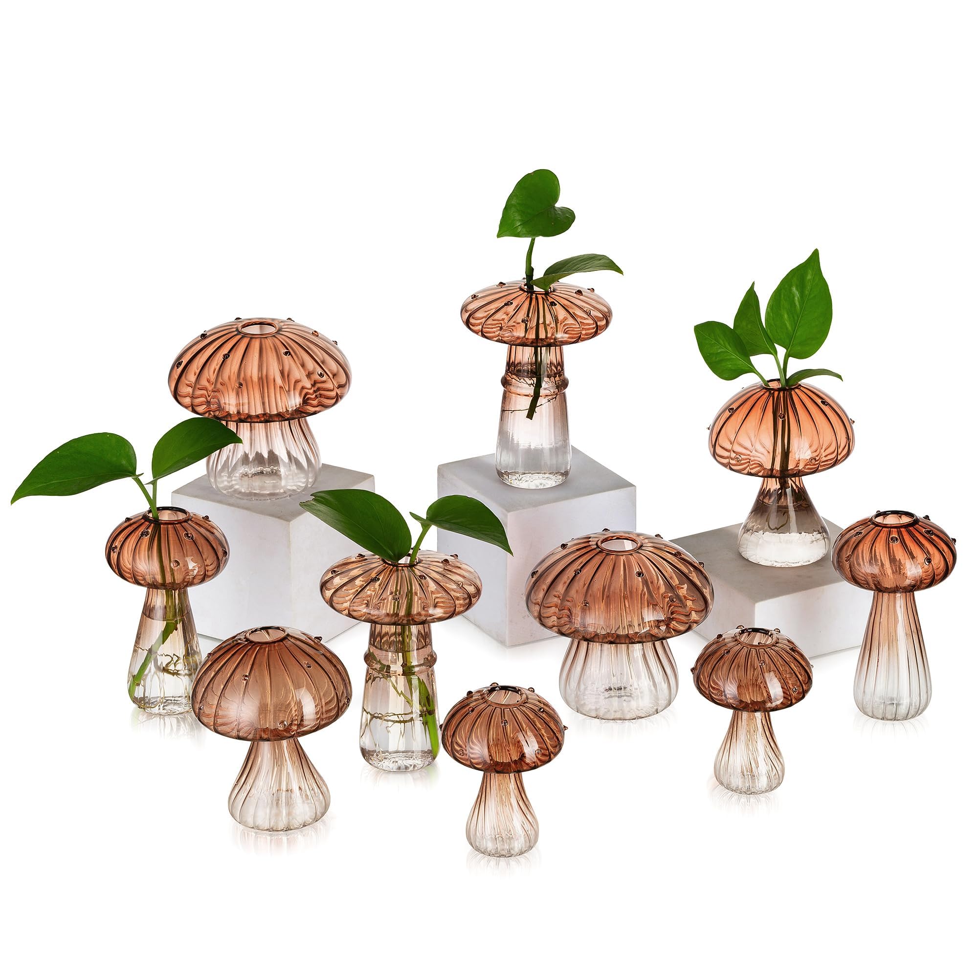 Amazon.com: Glasseam Mushroom Plant Propagation Stations: Amber Glass ...