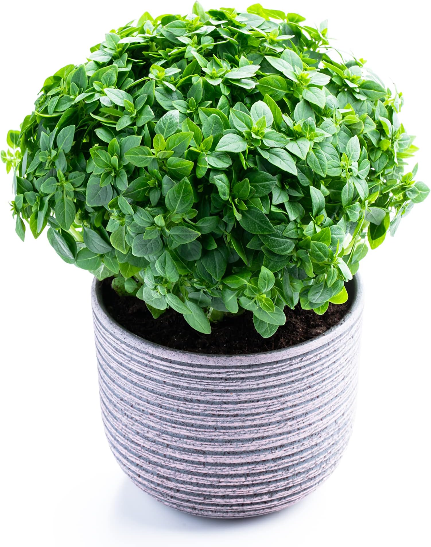 Amazon.com : Dwarf Greek Basil Seeds for Planting - Heirloom | Non-GMO ...