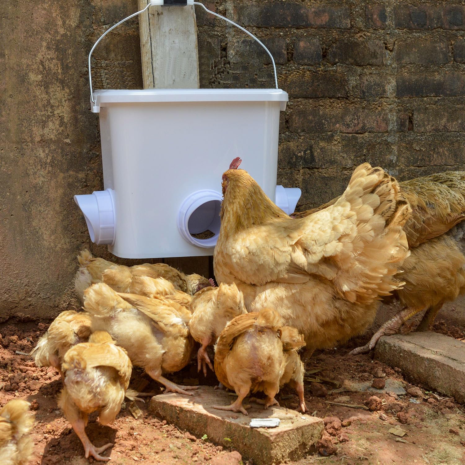 Snapklik.com : Automatic Chicken Feeder Set Hanging Chicken Feeder No ...