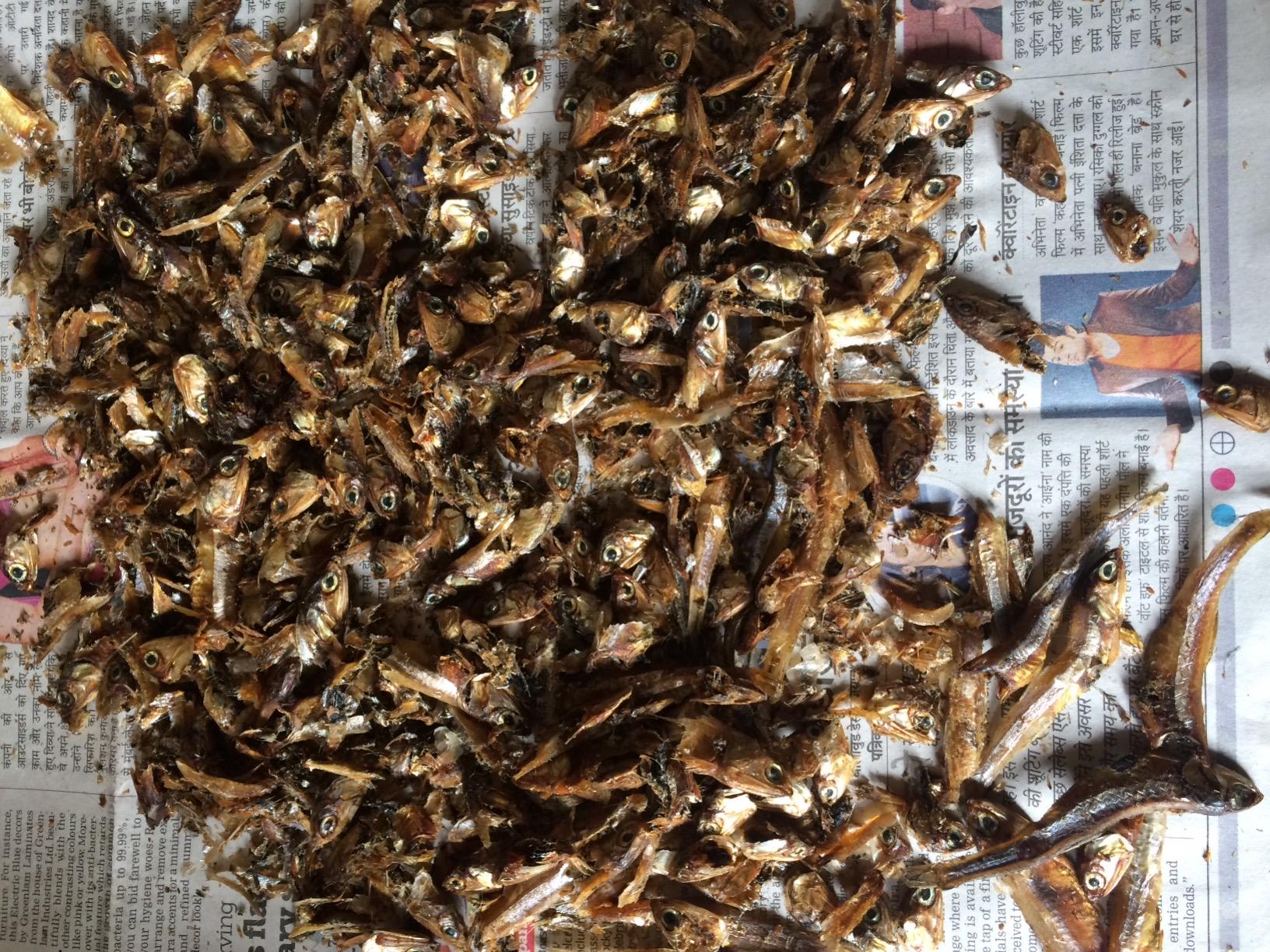 Sagara Dry Fish Dried Anchovy 200 Grams - | Nethali | Netholi - Kerala ...