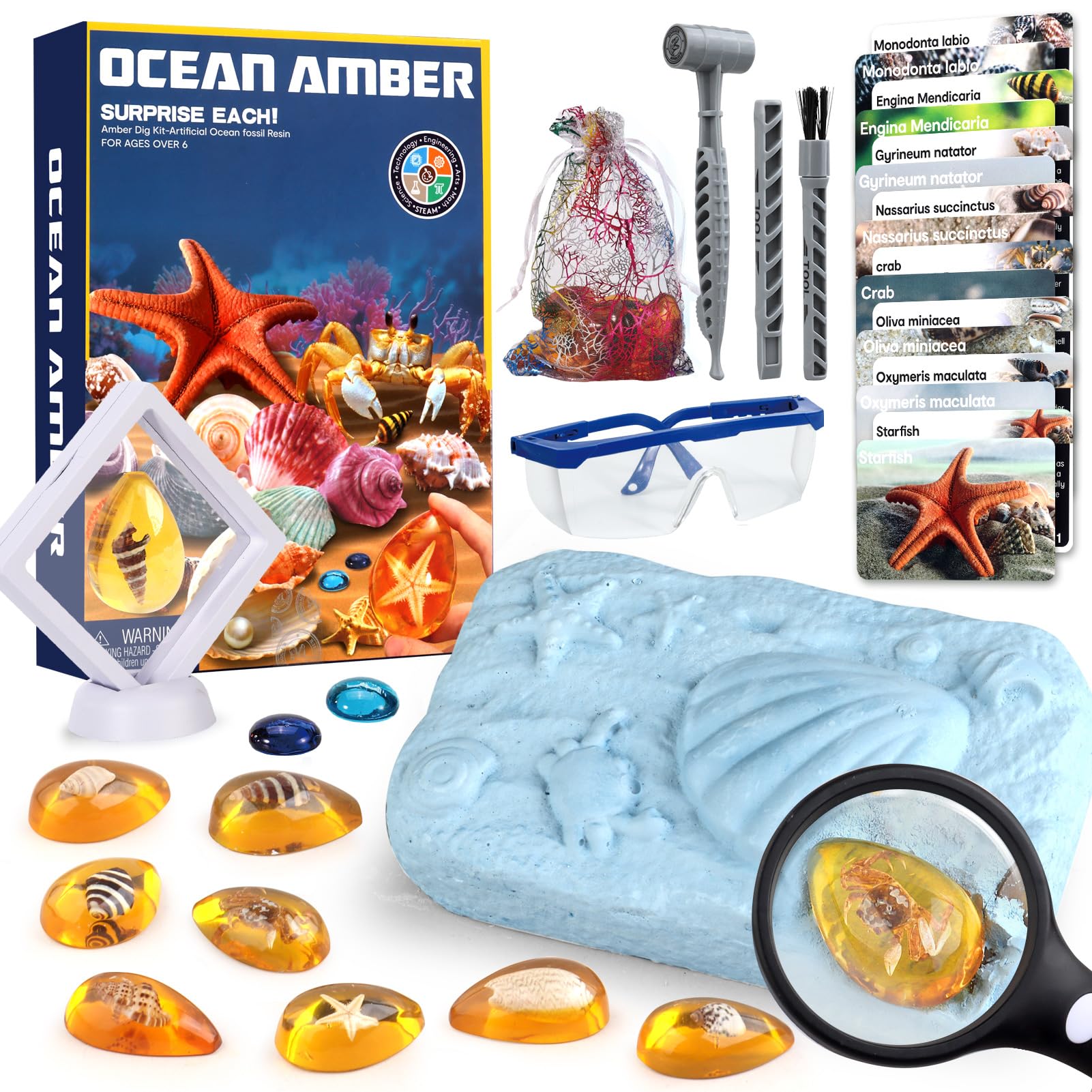 Amazon.com: Woumserta Ocean Dig Kit - 8 Specimens Excavation Kit ...