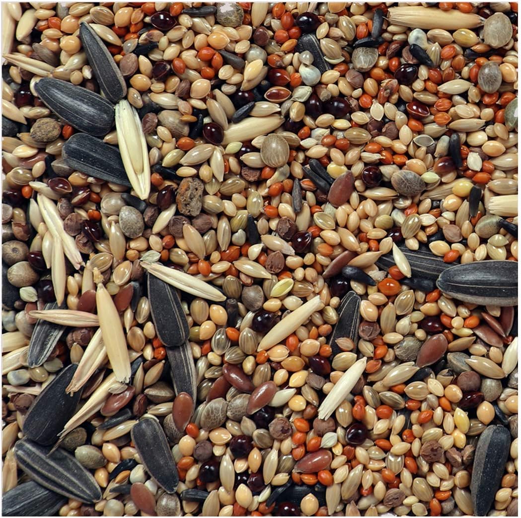 Buy R.S. Birds & Grains All Life Stages Dove & Pigeons Bird Food Mix ...