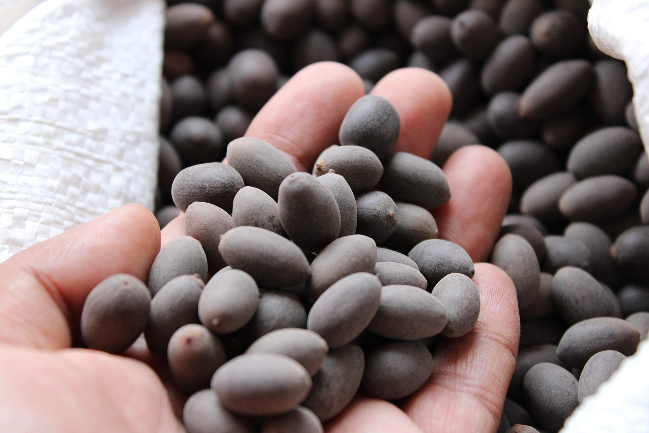 Pmw - Grade A Quality - Natural Raw Lotus Seeds - Tamara Ginjalu ...